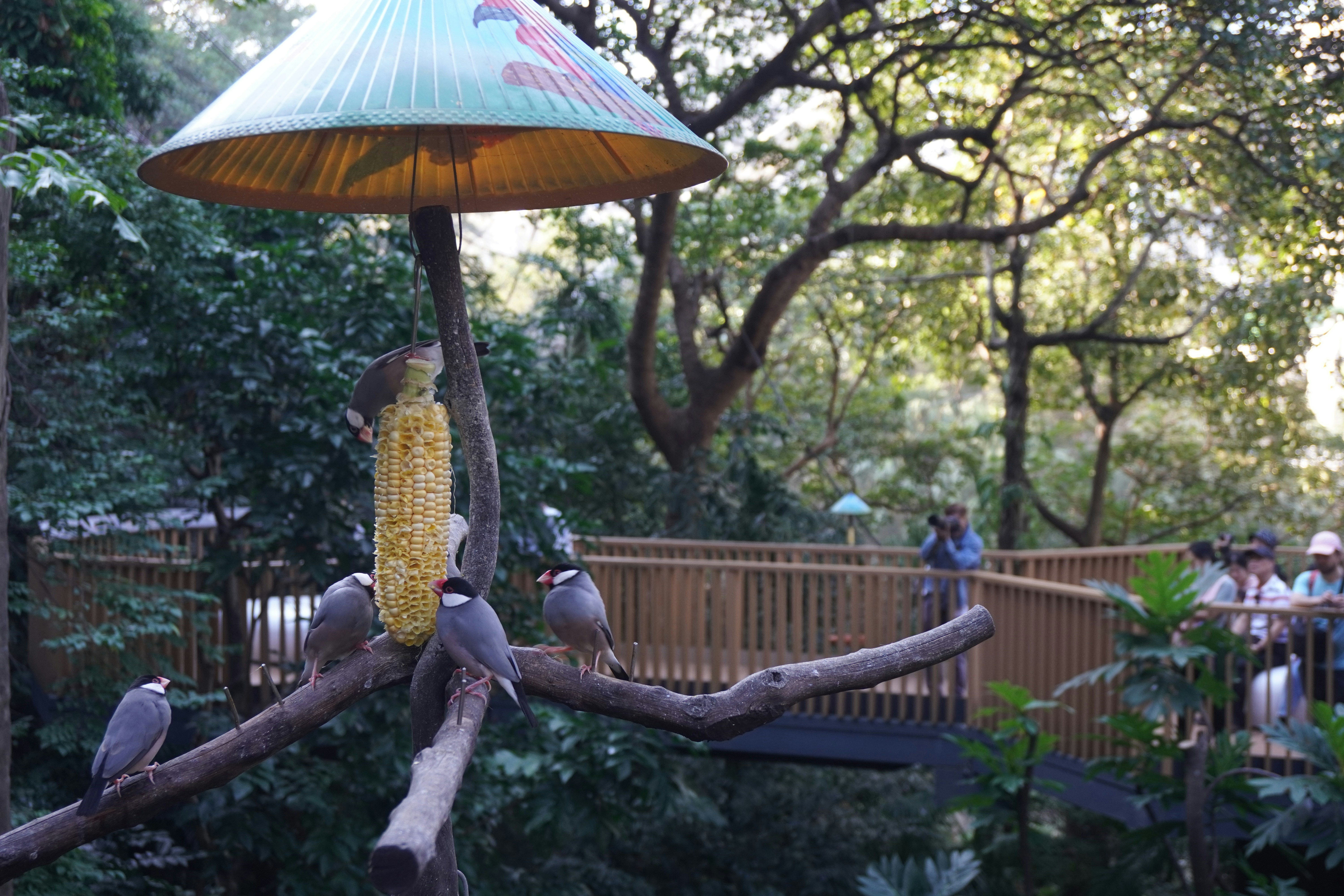 Sunlit corn on a branch: a parable of patience at the aviary garden