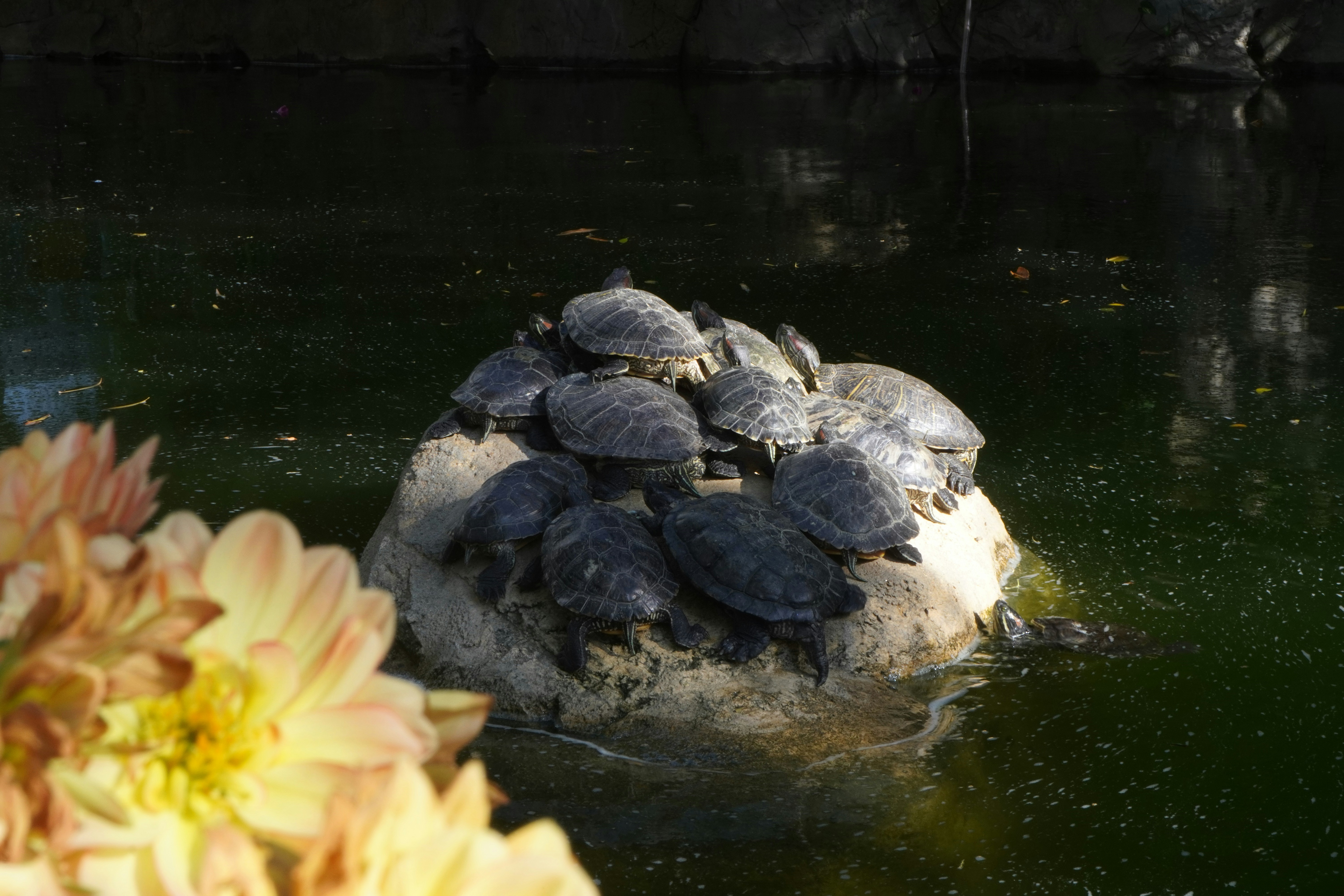 Turtle Haven: a sunlit raft of guardians with a foreground bloom
