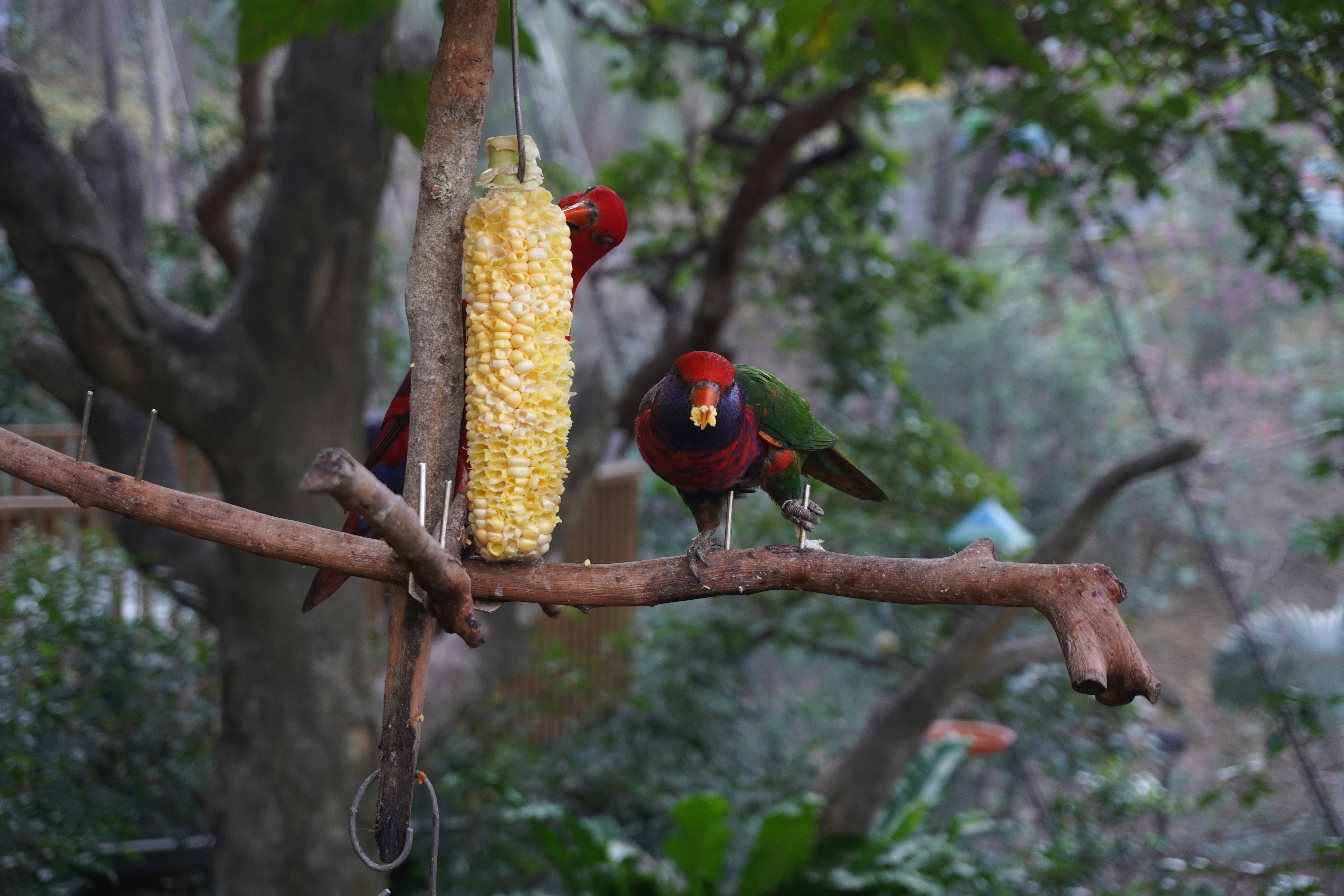 Twin Green-Red Moment: Parrots Guarding a Sweet Corn Banner