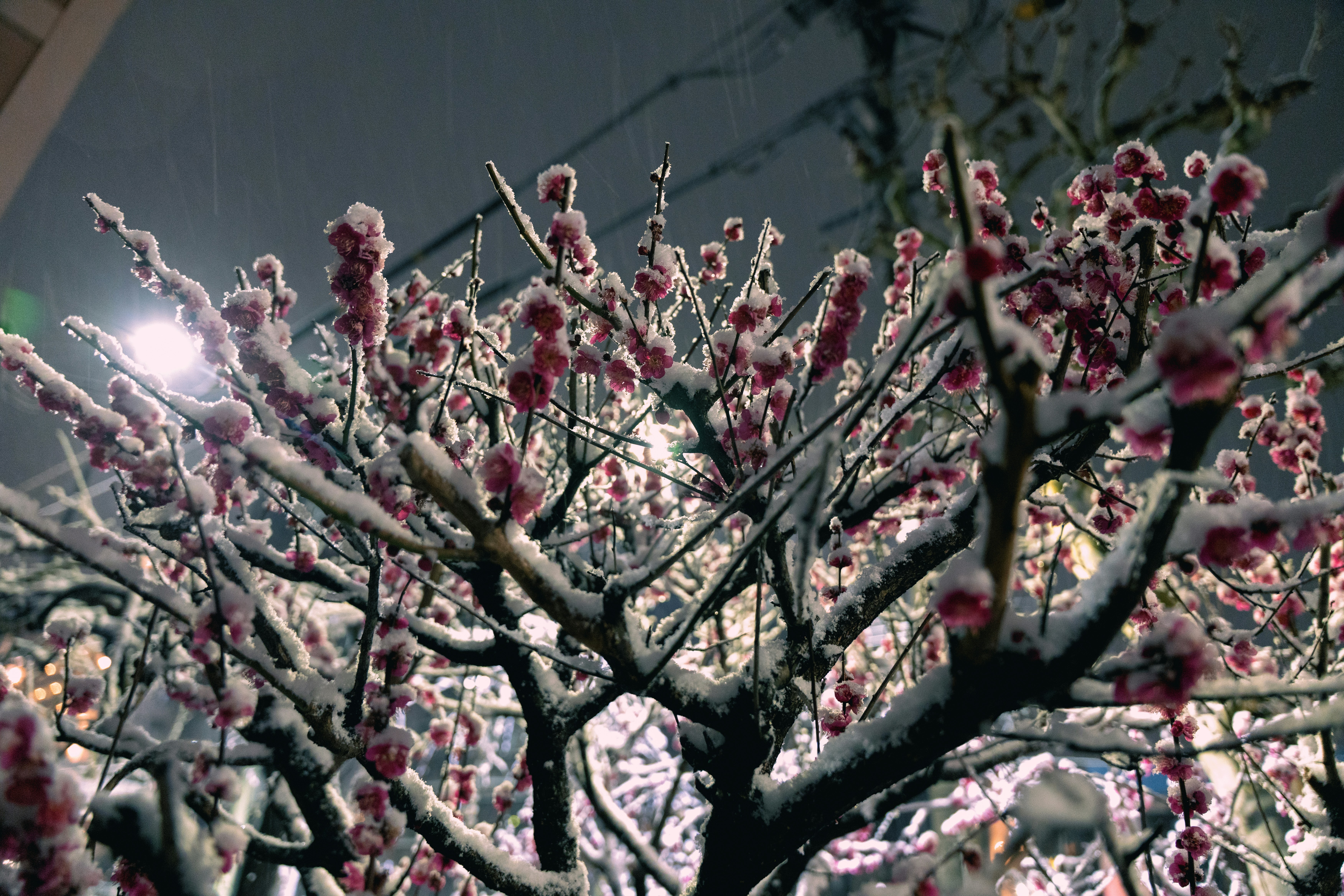Blossoms Through Backlight in Night Storm