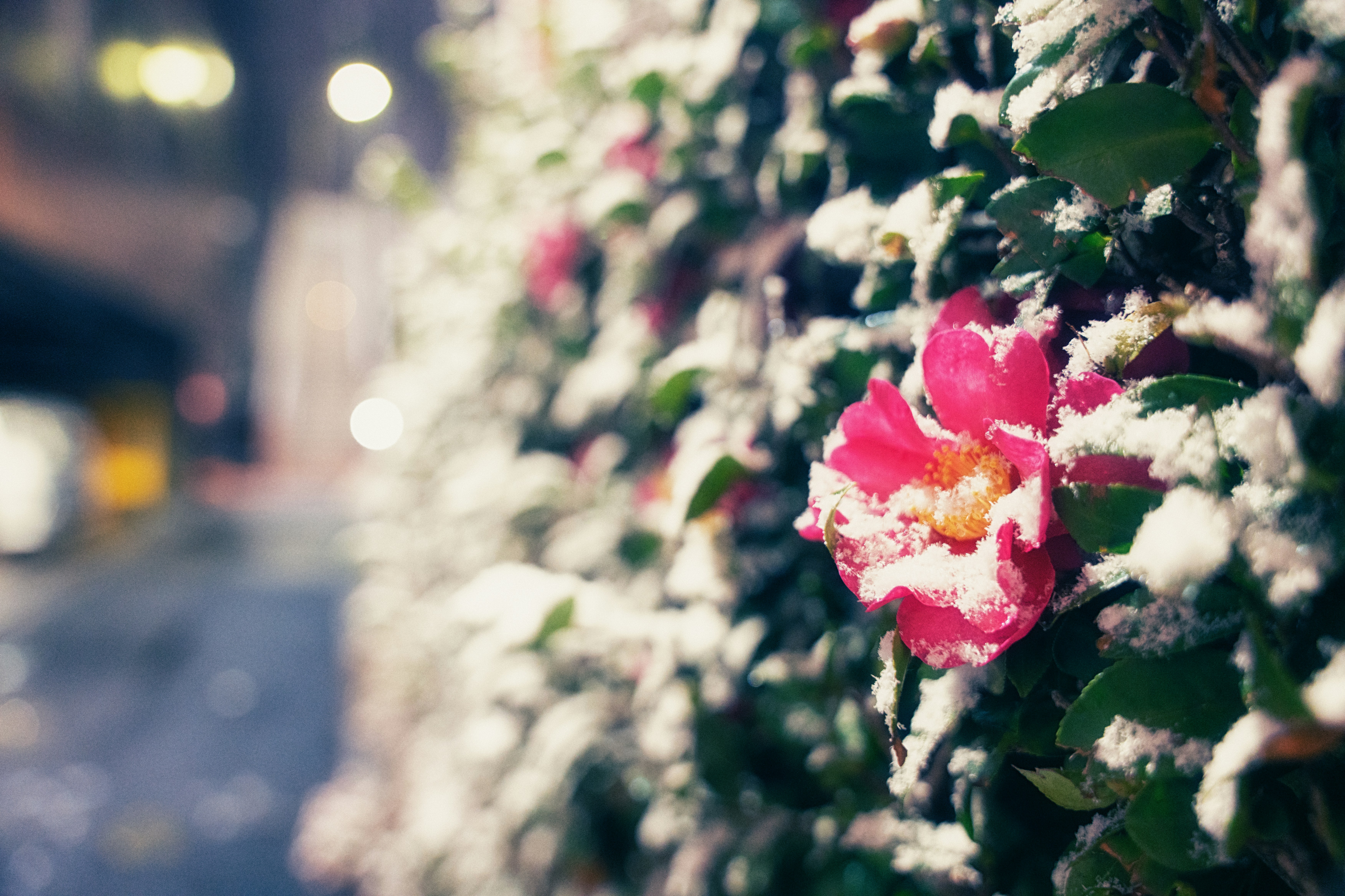 Snow-kissed bloom along a quiet urban hedge