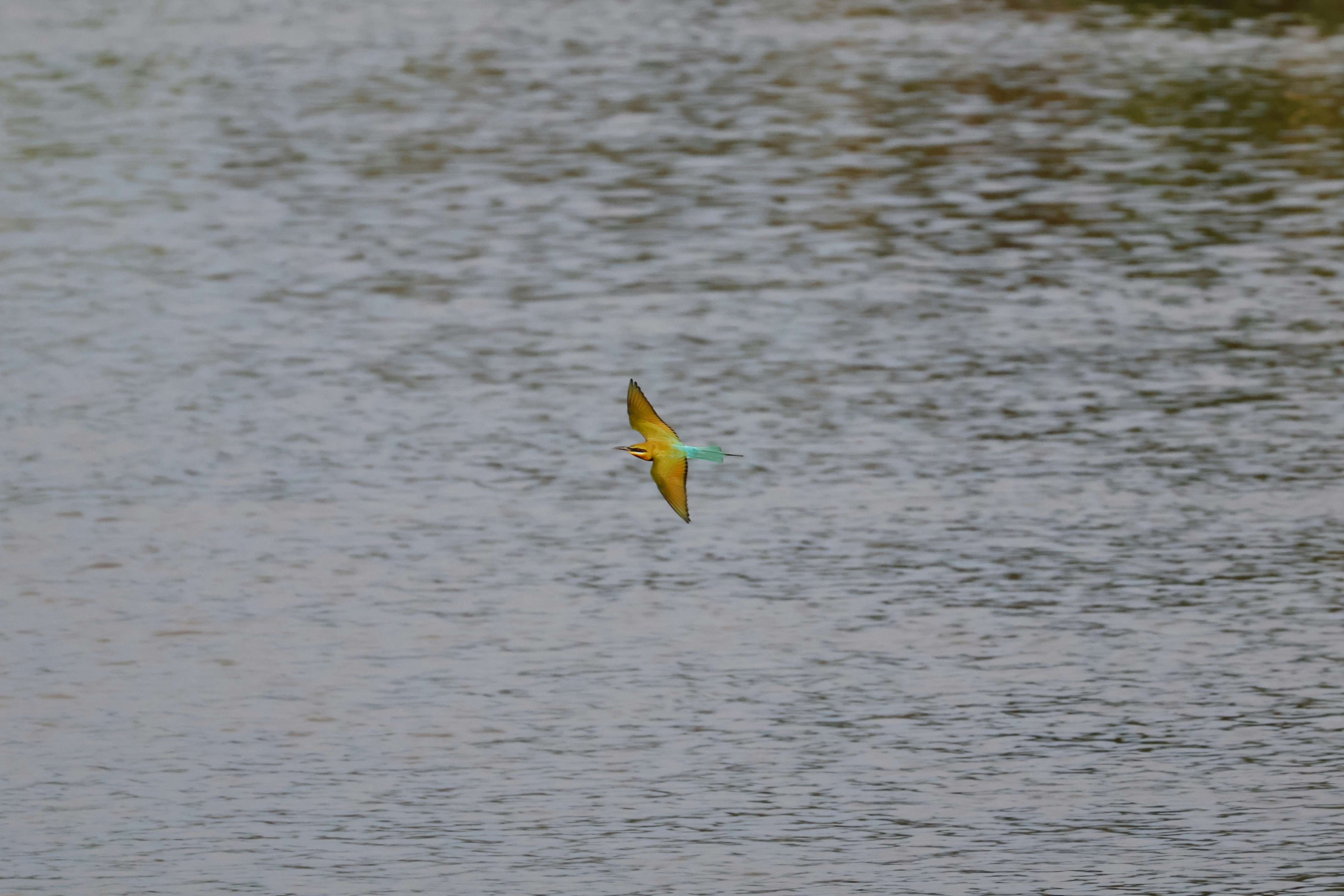 Tiny Bird Slicing Across a Quiet River