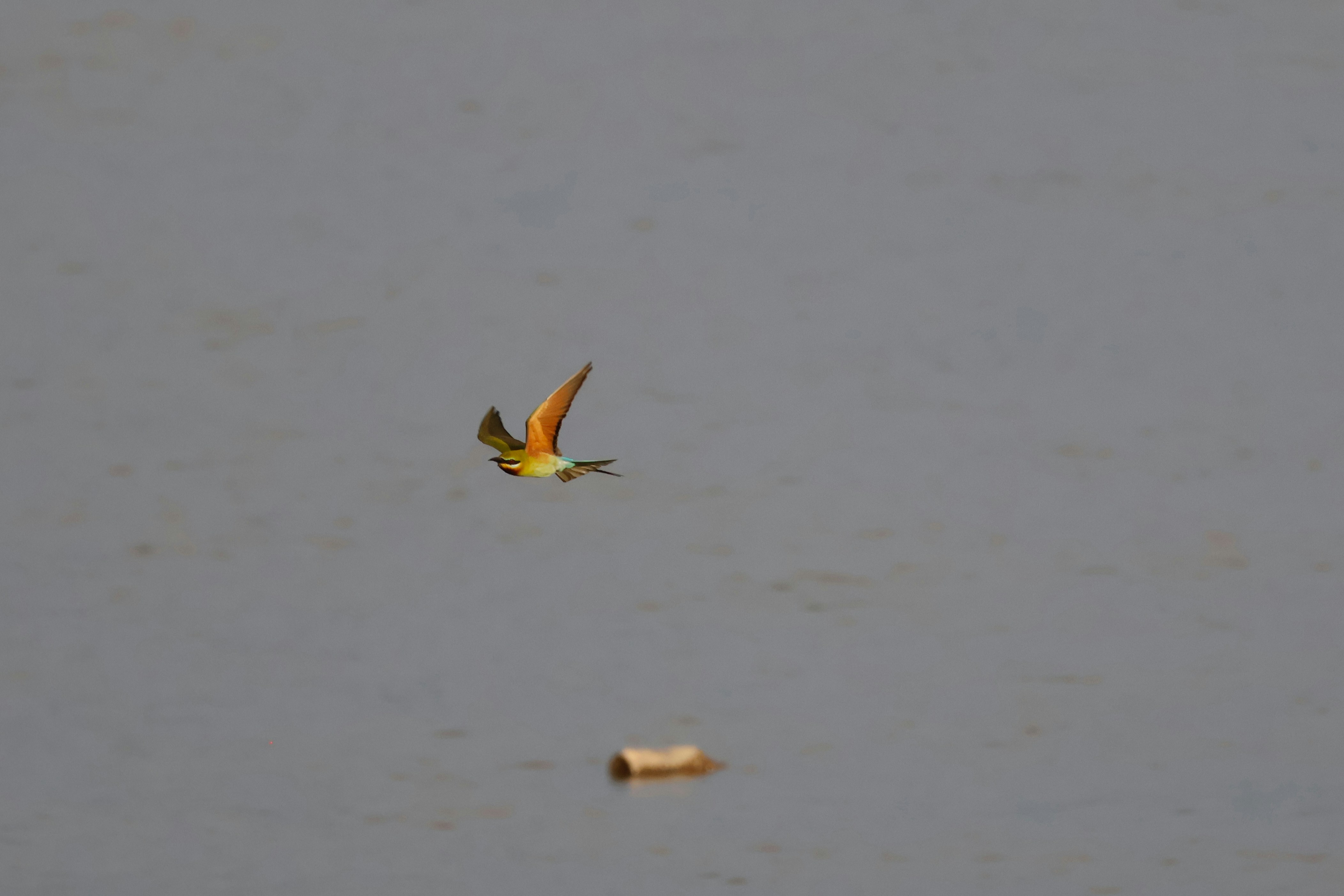 Golden-winged Barn Swallow in Flight Above Quiet Water