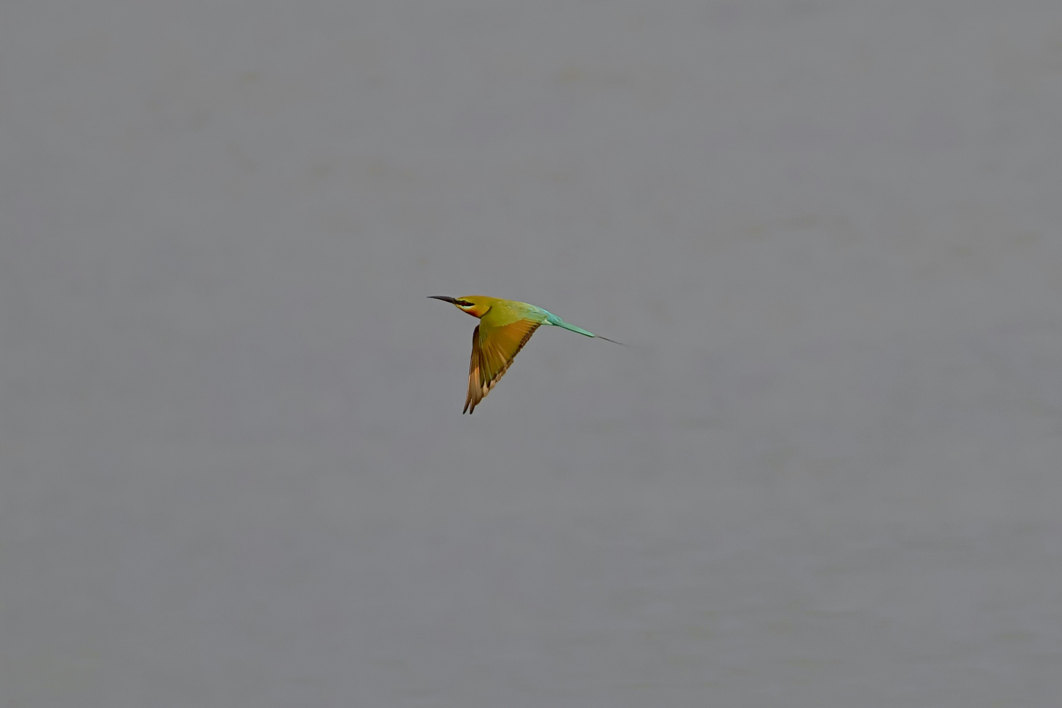 Green-and-yellow Kingfisher in mid-dive over tranquil water