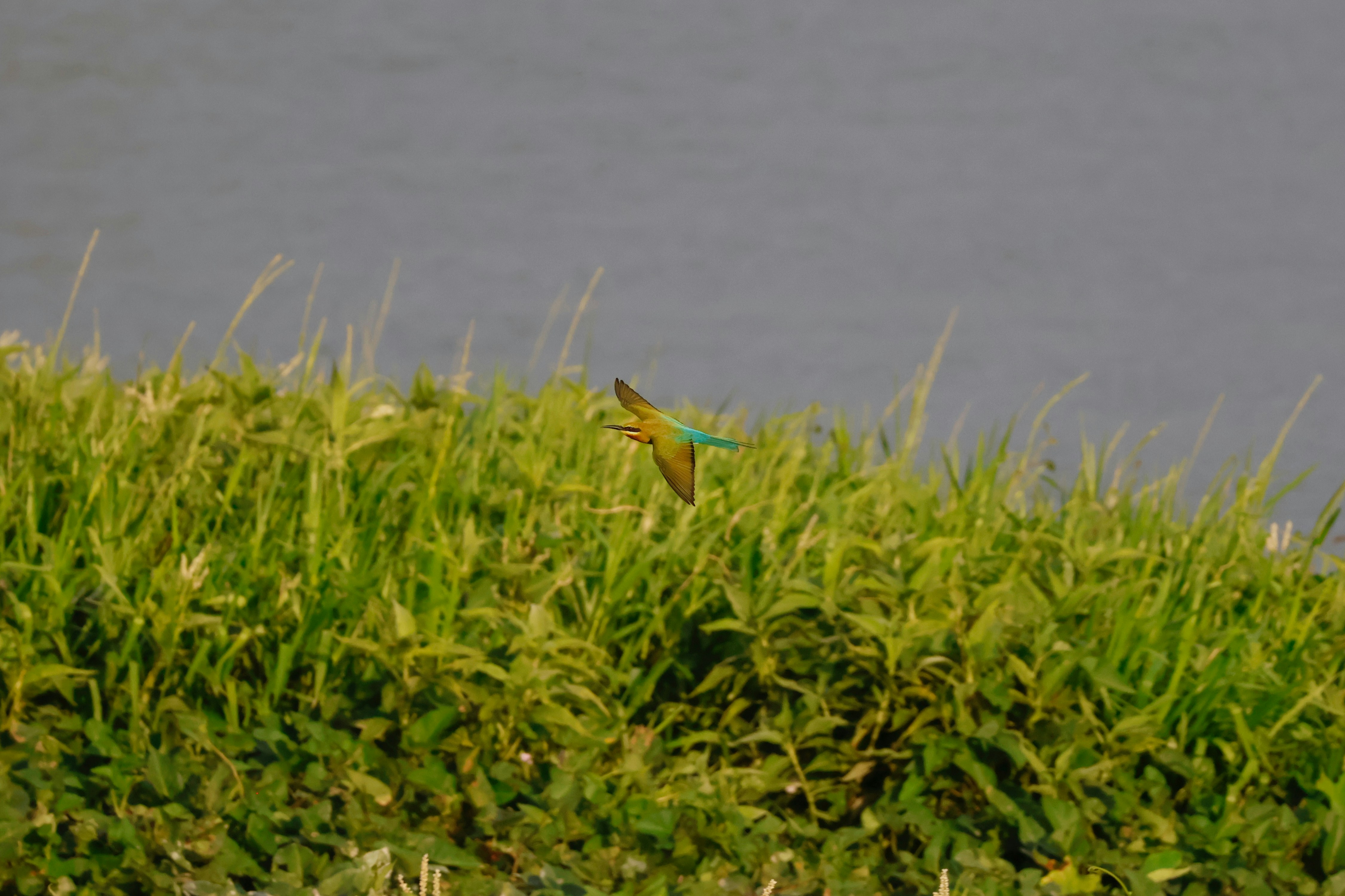 A small flutter against the riverbank: a kingfisher in mid-hover above the reeds