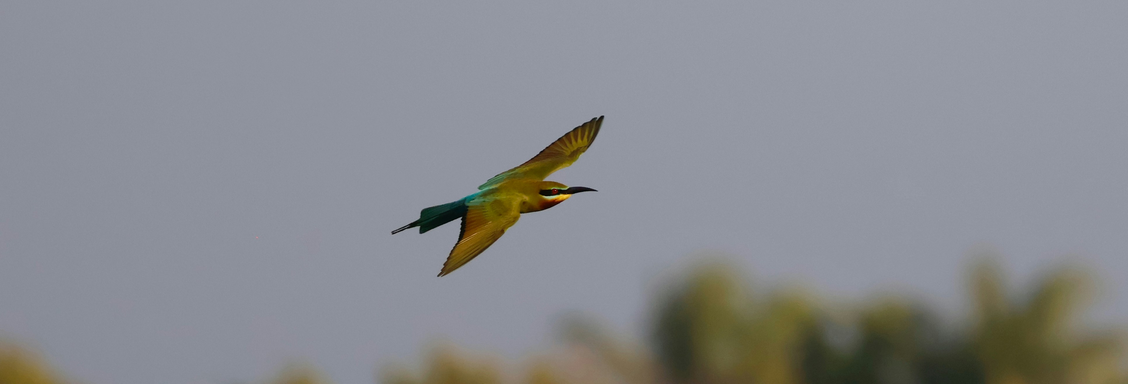 Turbo Taillight: A distant kingfisher in flight above the treeline