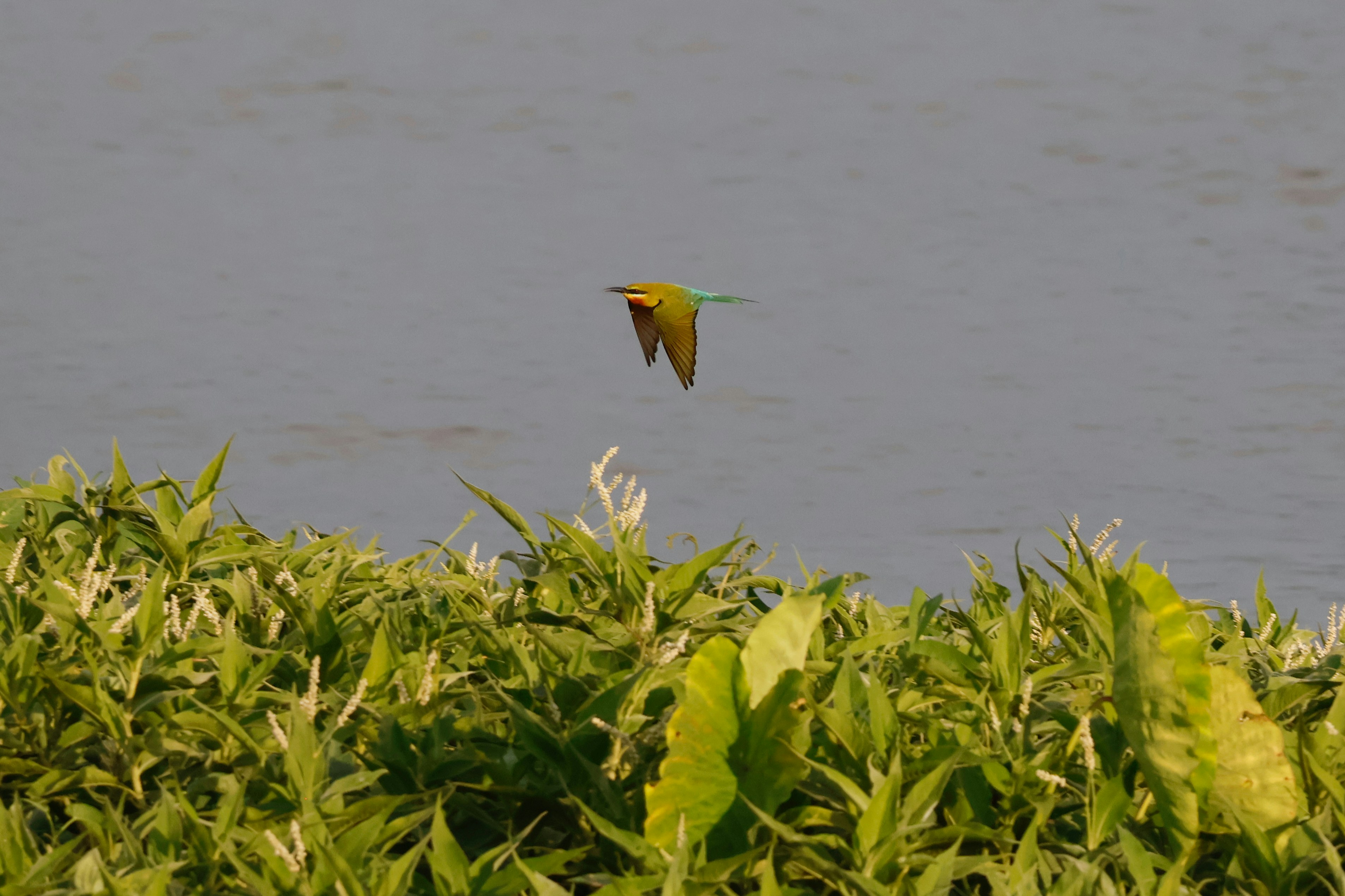 Green-tailed Harrier in the Air Over Lush Rivershore