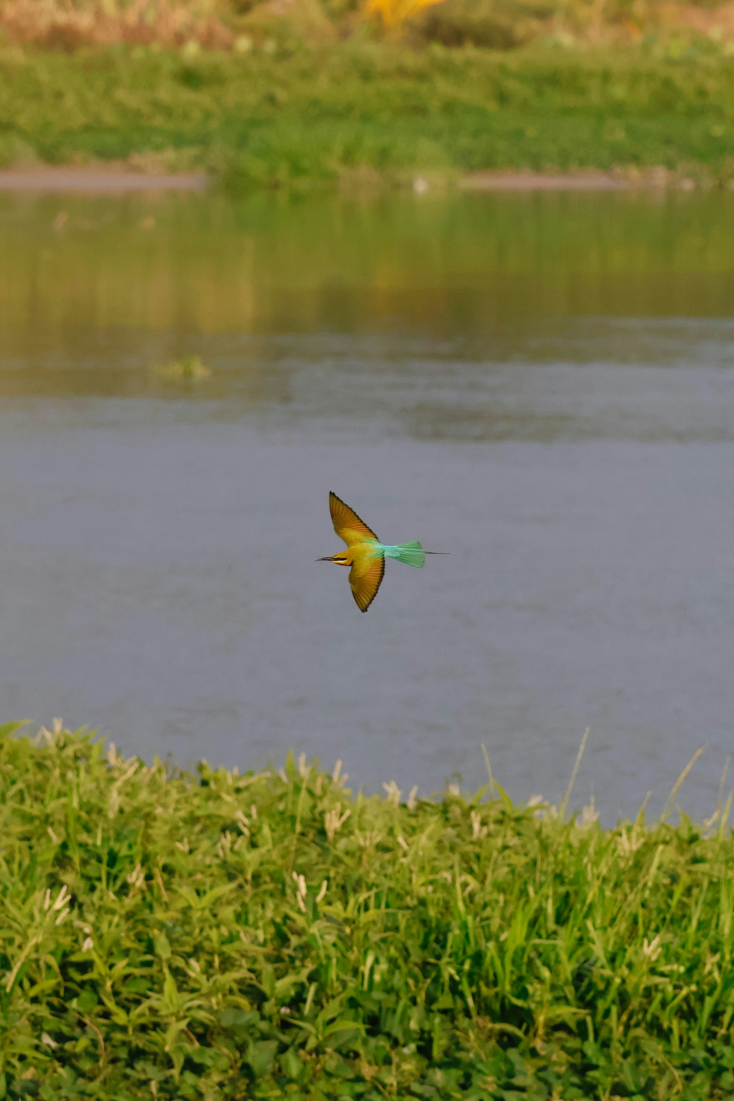 Iridescent Kingfisher Skimming the River Past Golden Bank