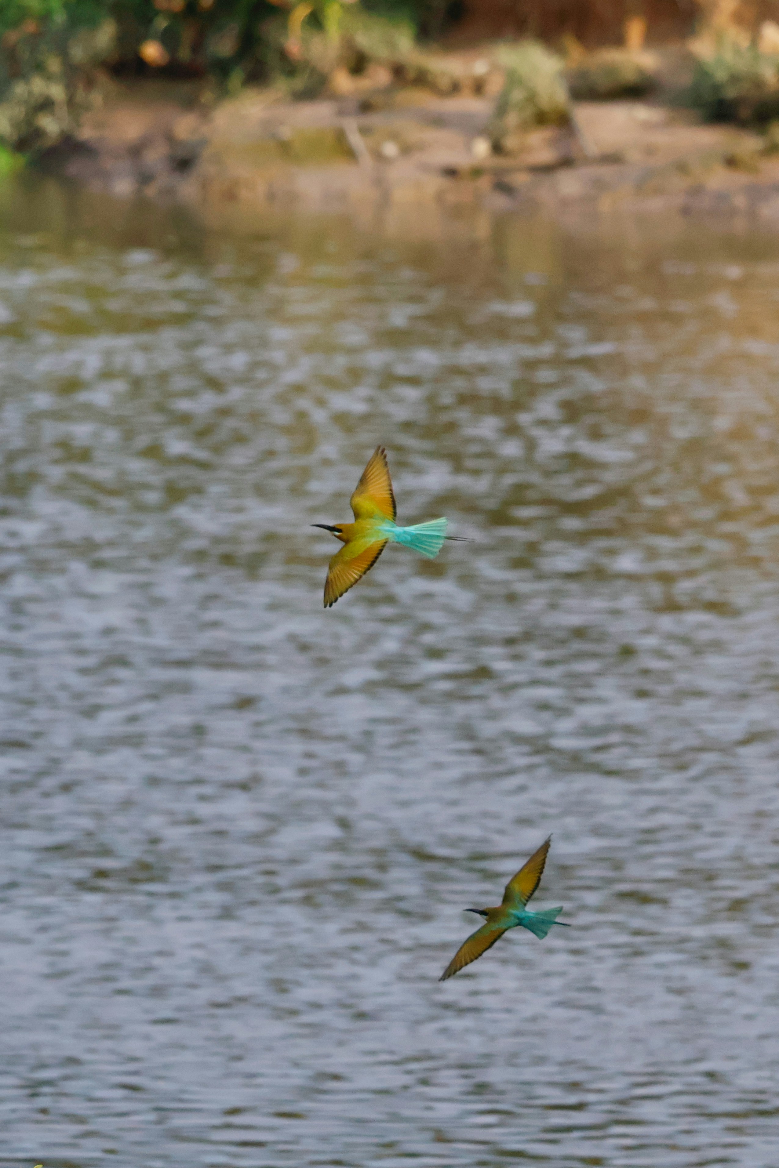 Twin Kingfishers in Green-Blue Flight Over Slow River