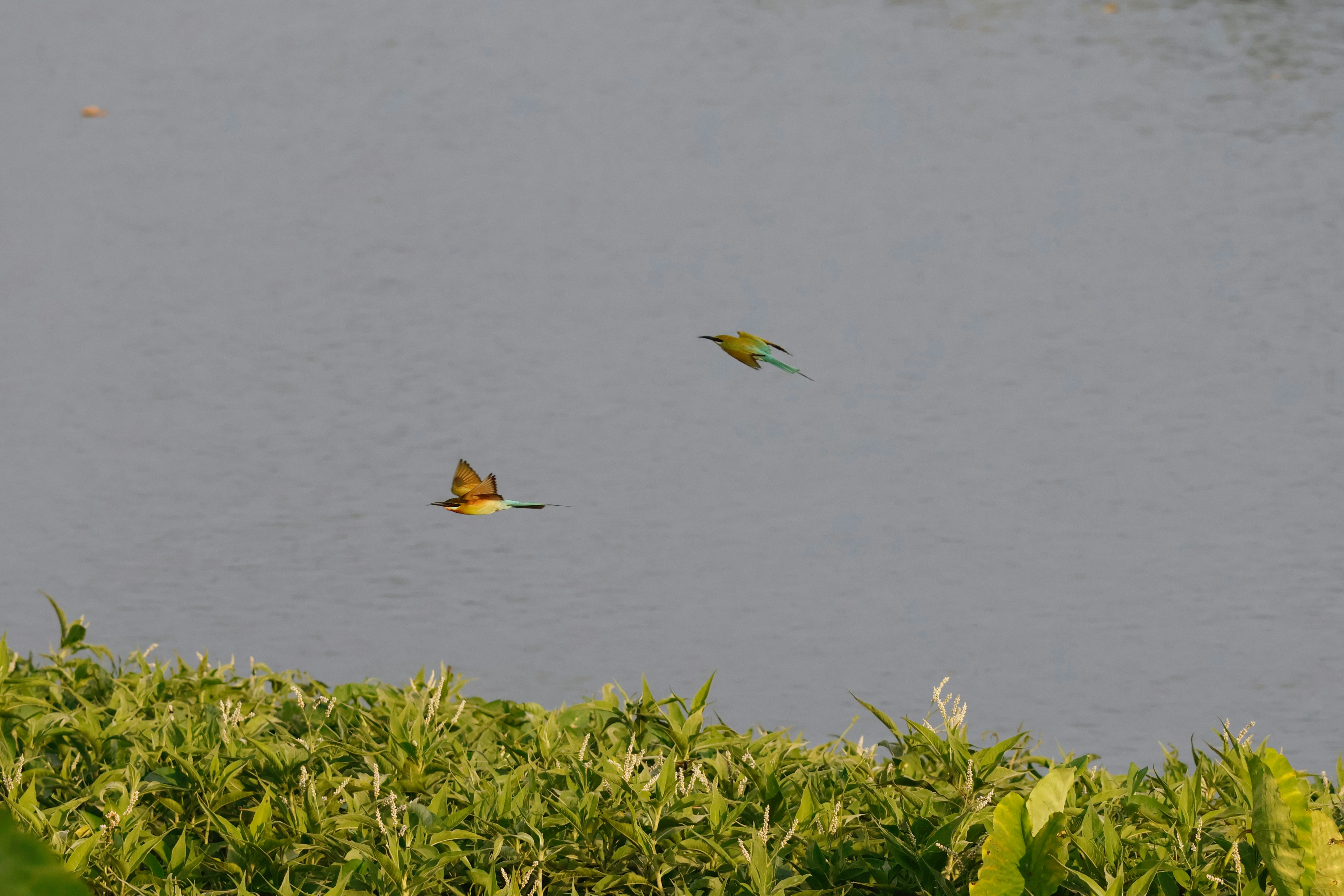 Distant Glide: Two Warblers over a Green Margin