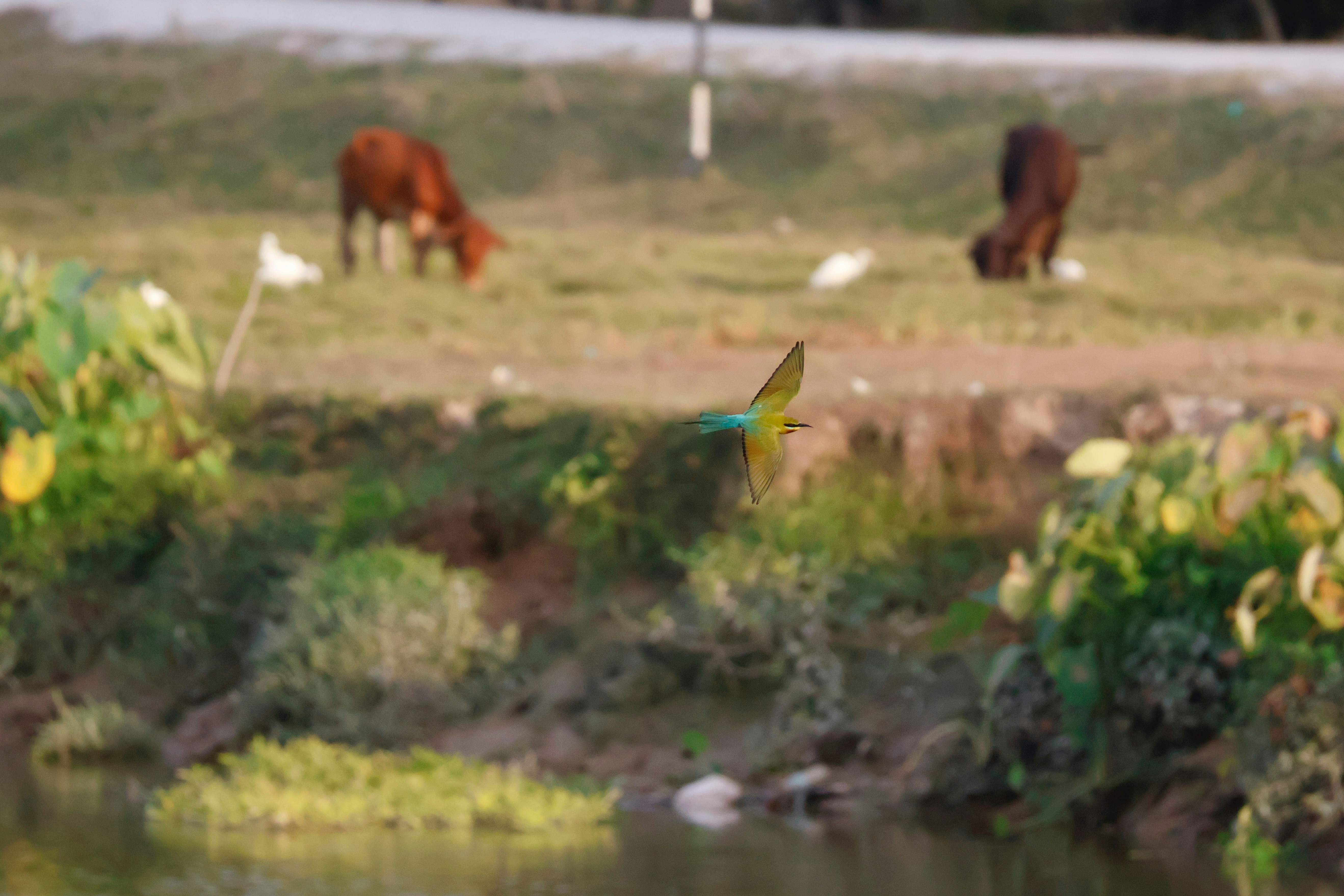 Mid-Flight Brightness: A Green Bee-Eater in Focus
