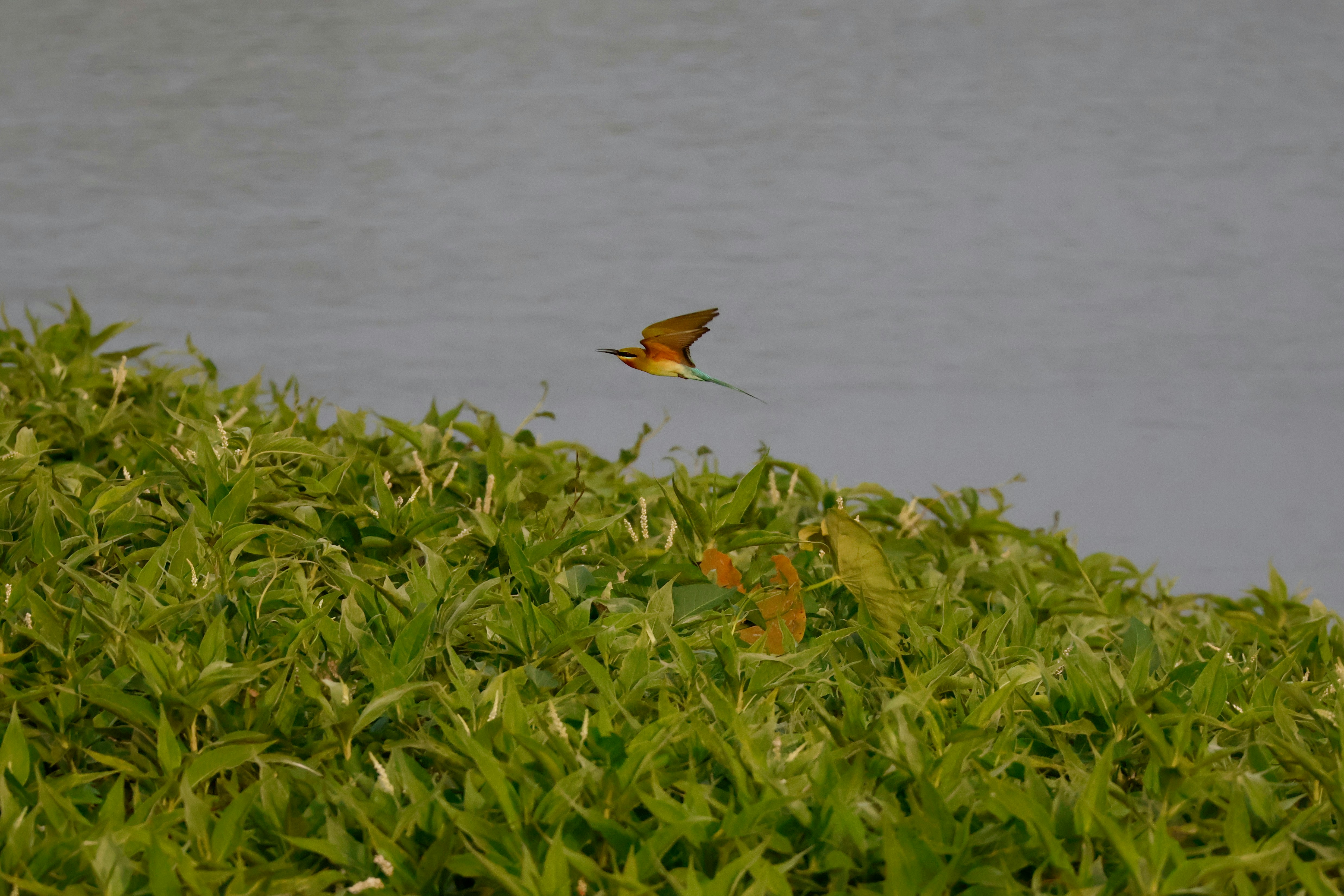 Winged Redstart Over Green Reed Bed Near a Calm Water Edge