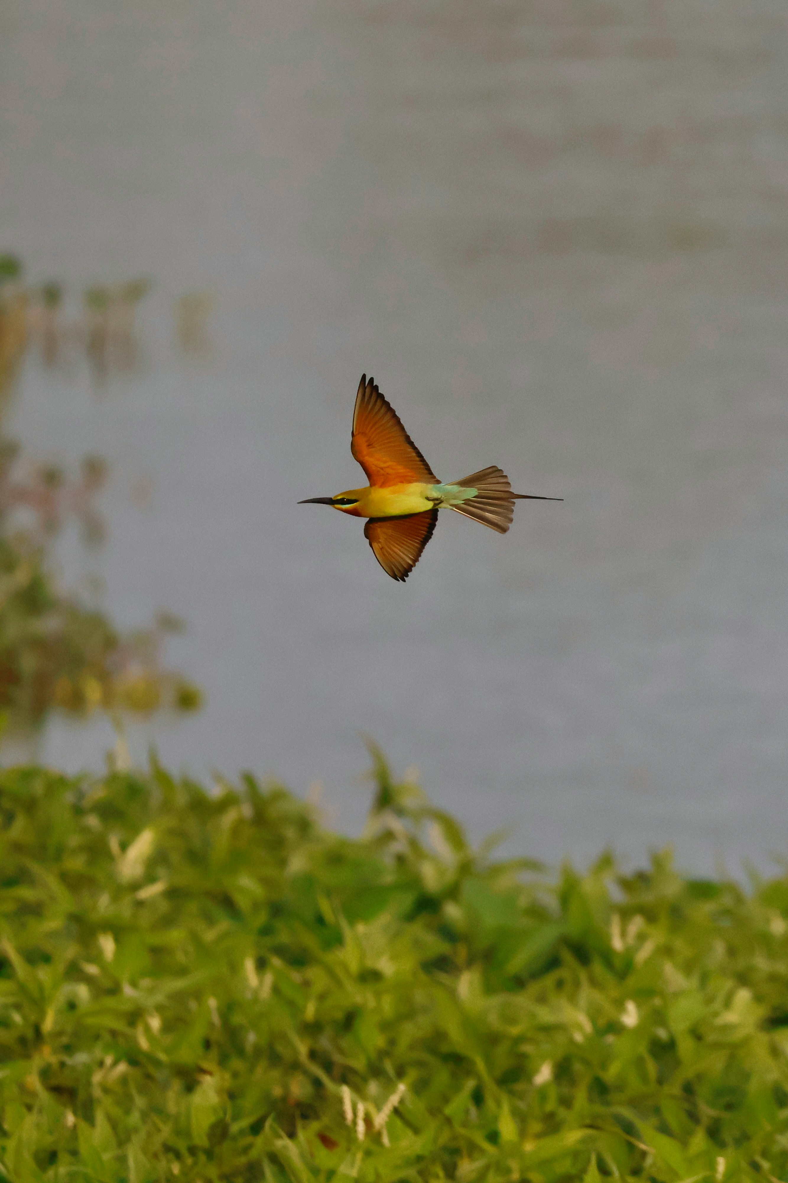 Flight over the Reed Bed: A Small Kingfisher in Focus
