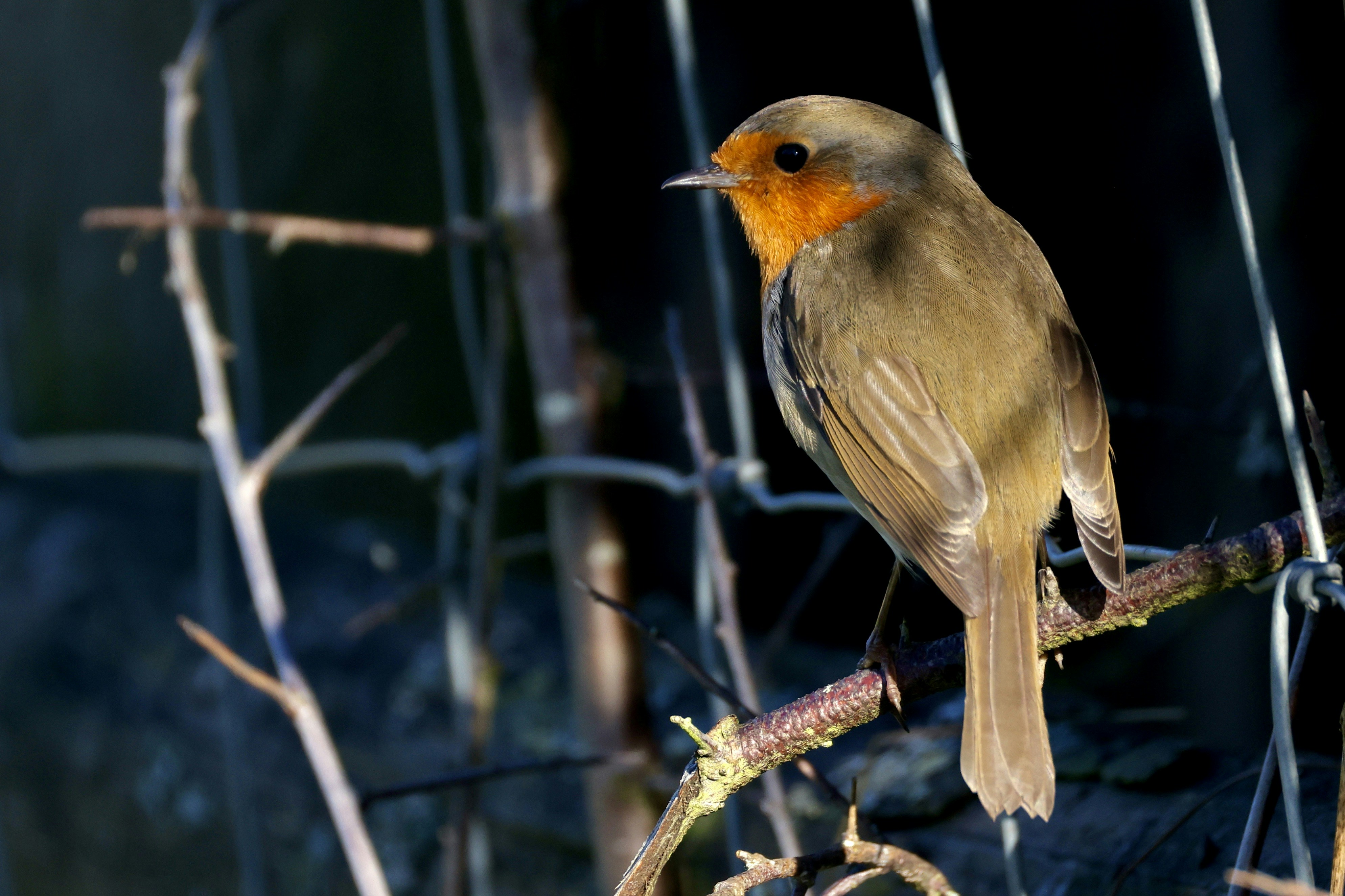 Orange-throated Robin Framed by Winter Branches