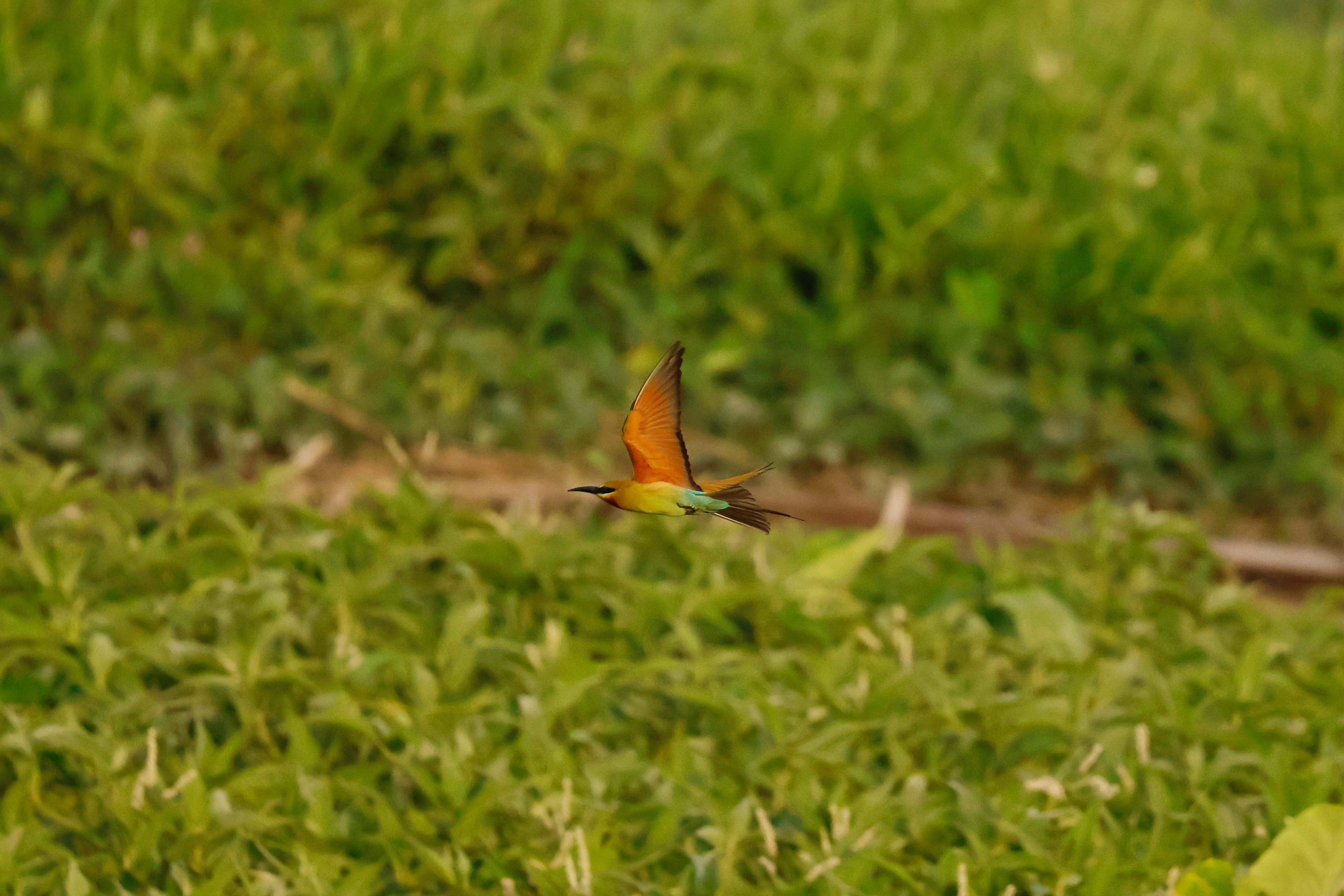 A Golden-Backed Flyby Over Green Field