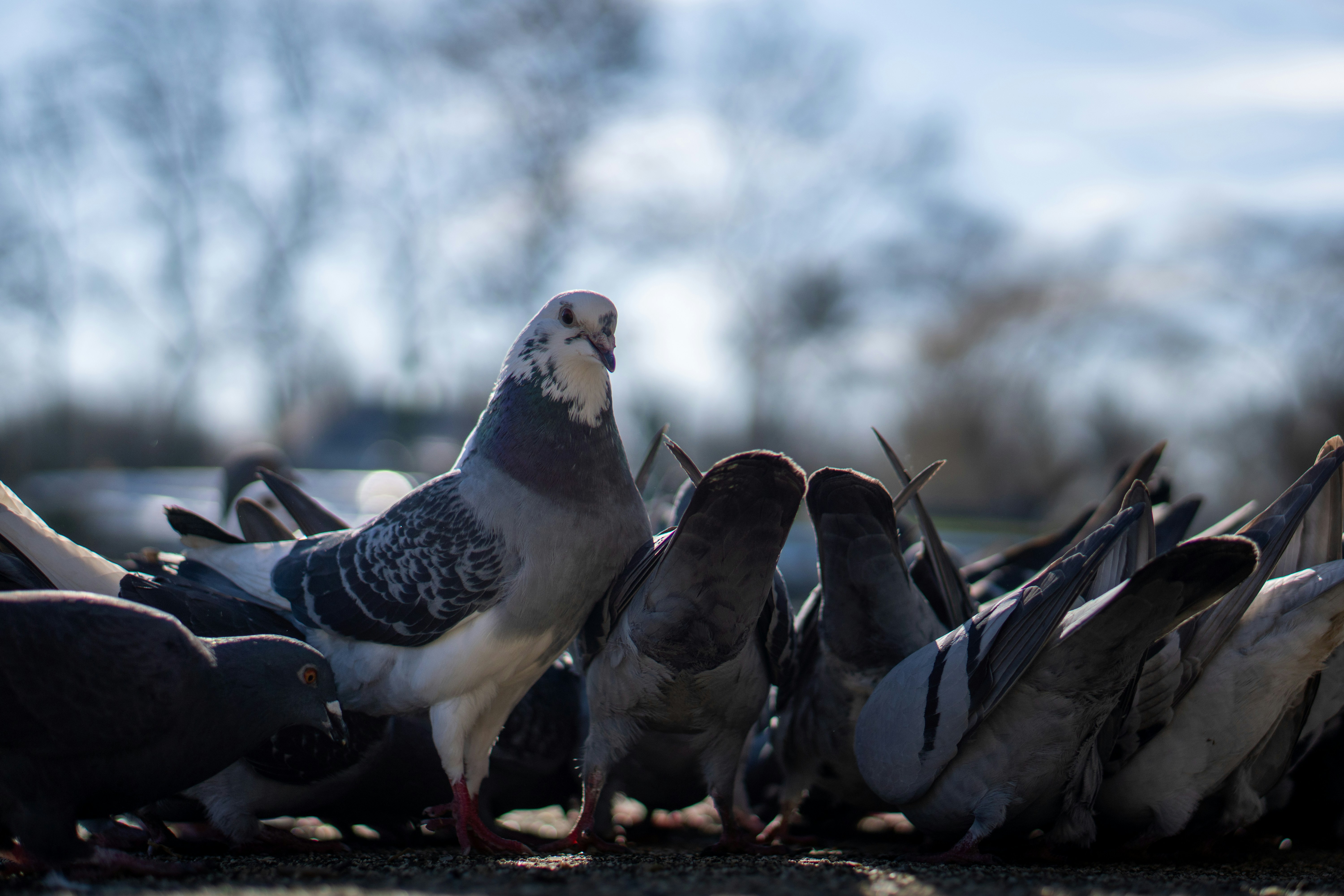 A Flock of Pigeons Converges Around a Central Bird