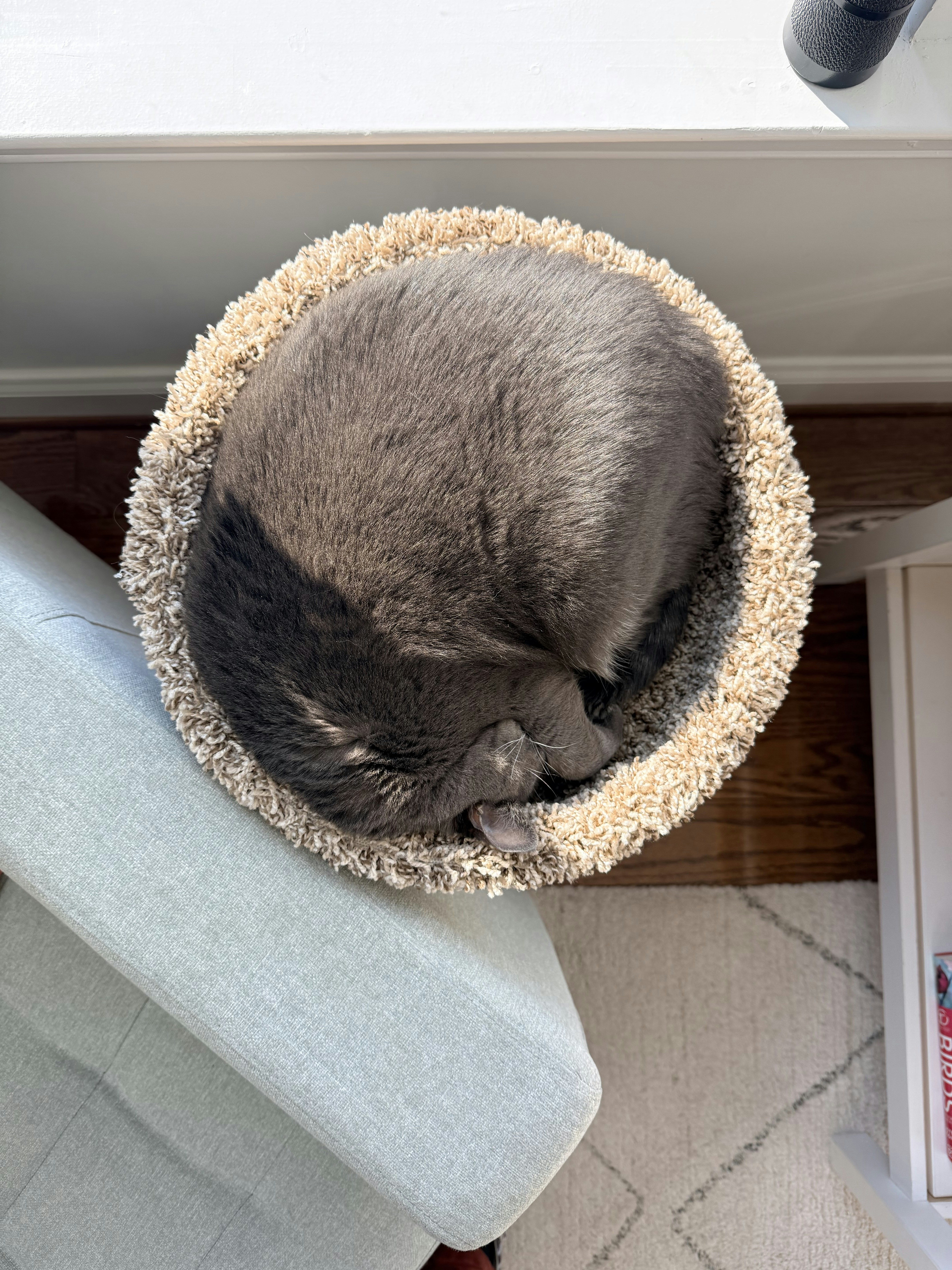 Cozy curled cat in a round beige bed by the window