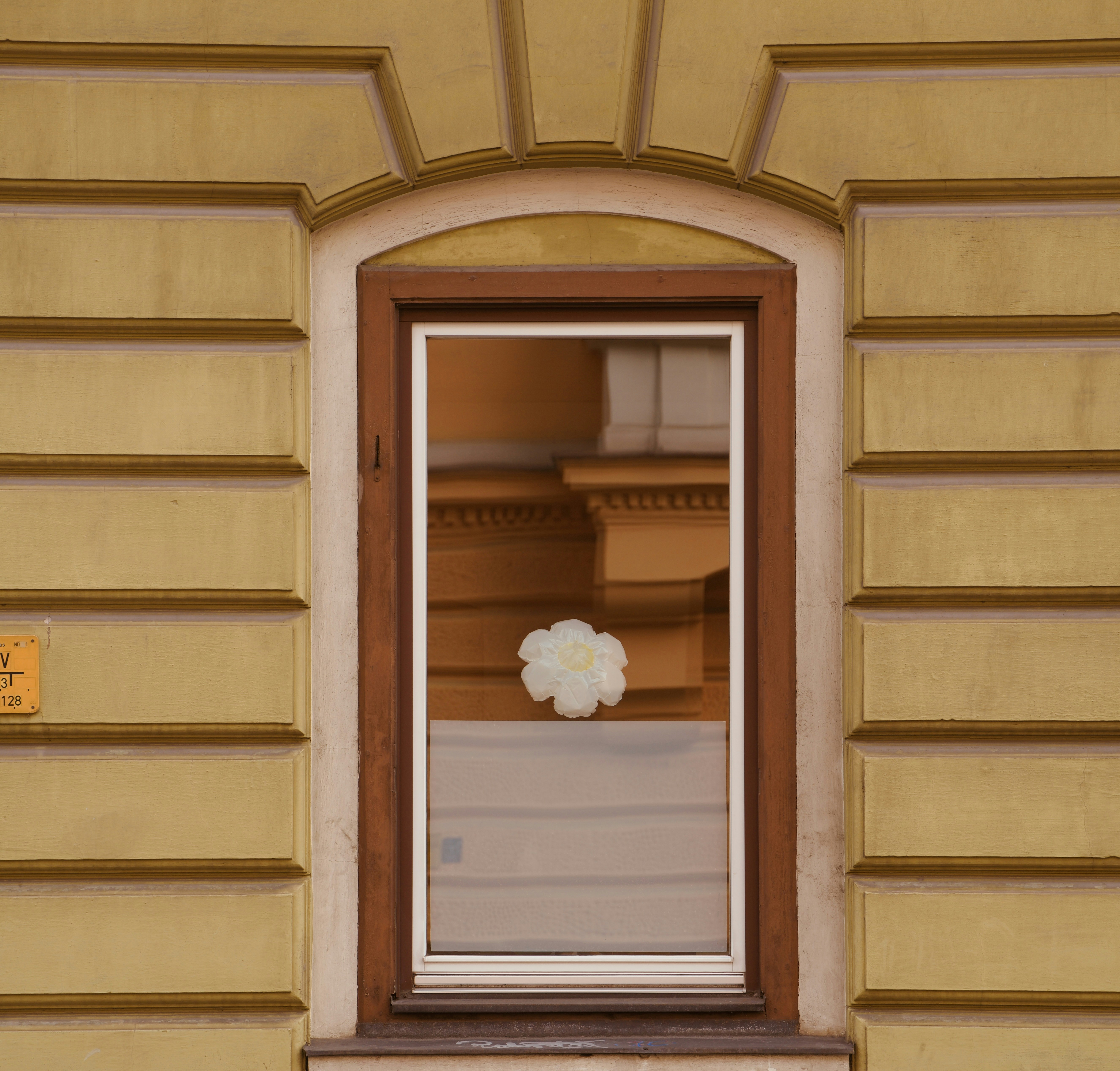 A Quiet Window Flower in a Sunlit Facade
