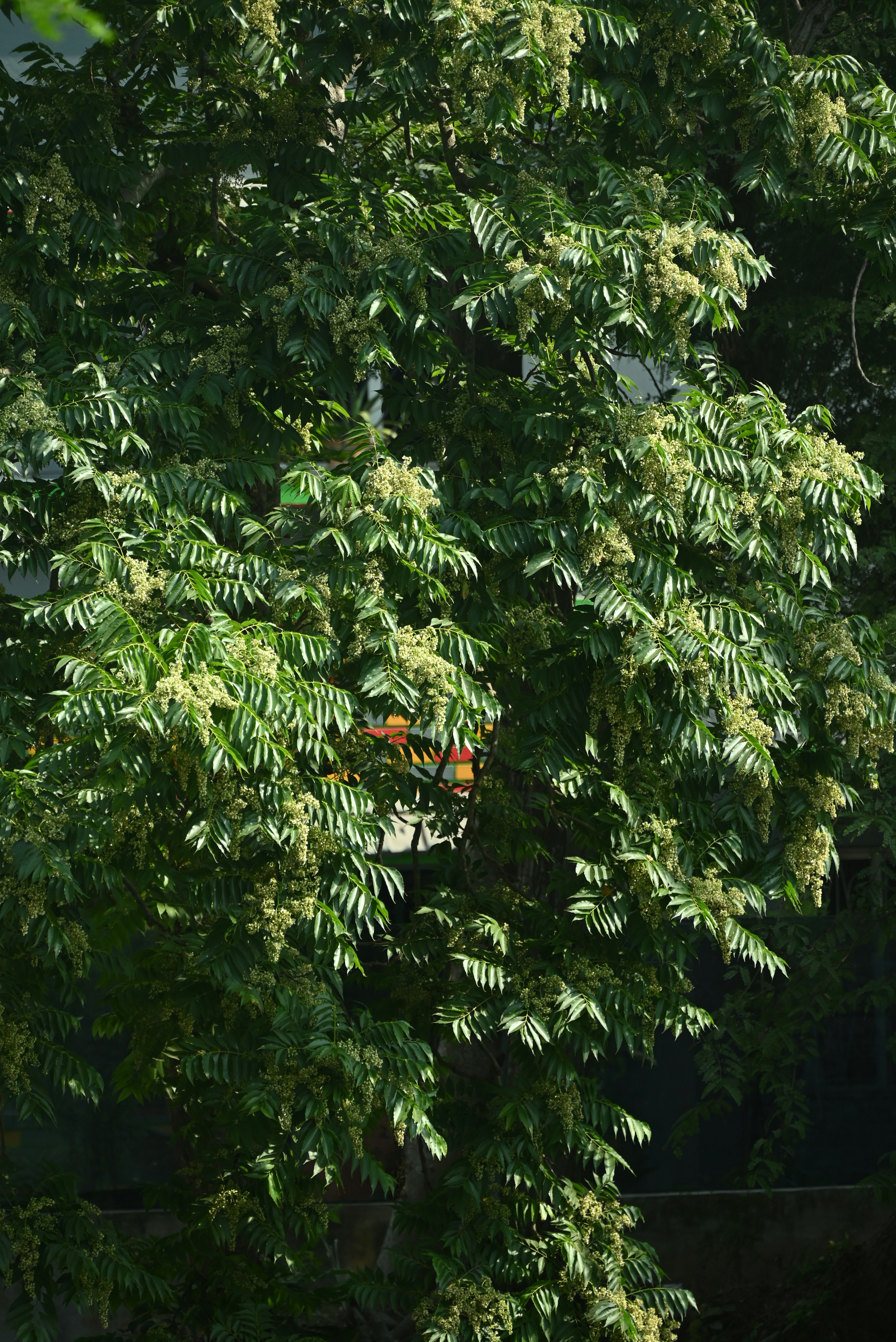 Framing the Green Veil:Sunlit Foliage Behind a Hint of Structure