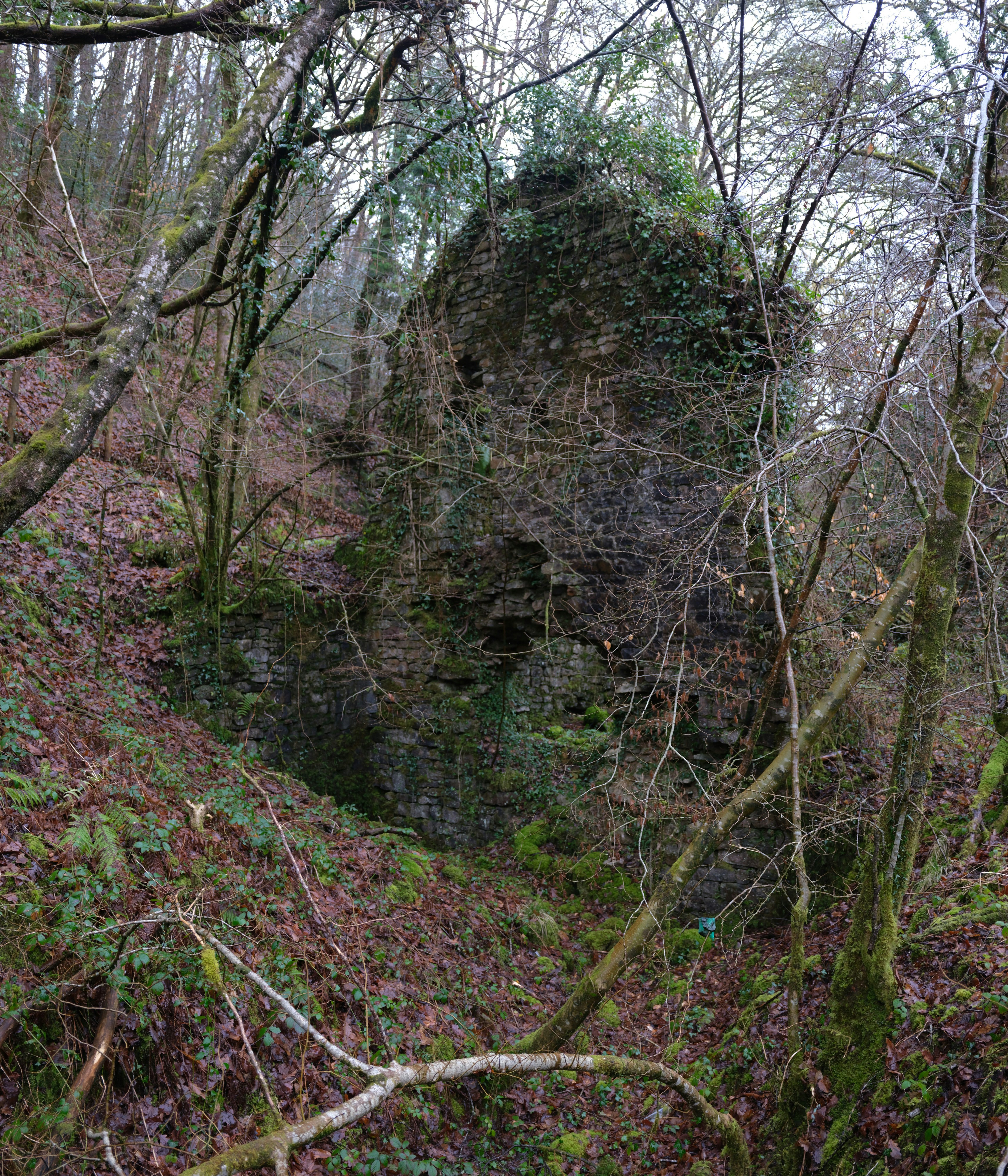 Overgrown Ruin in the Woodland Halo