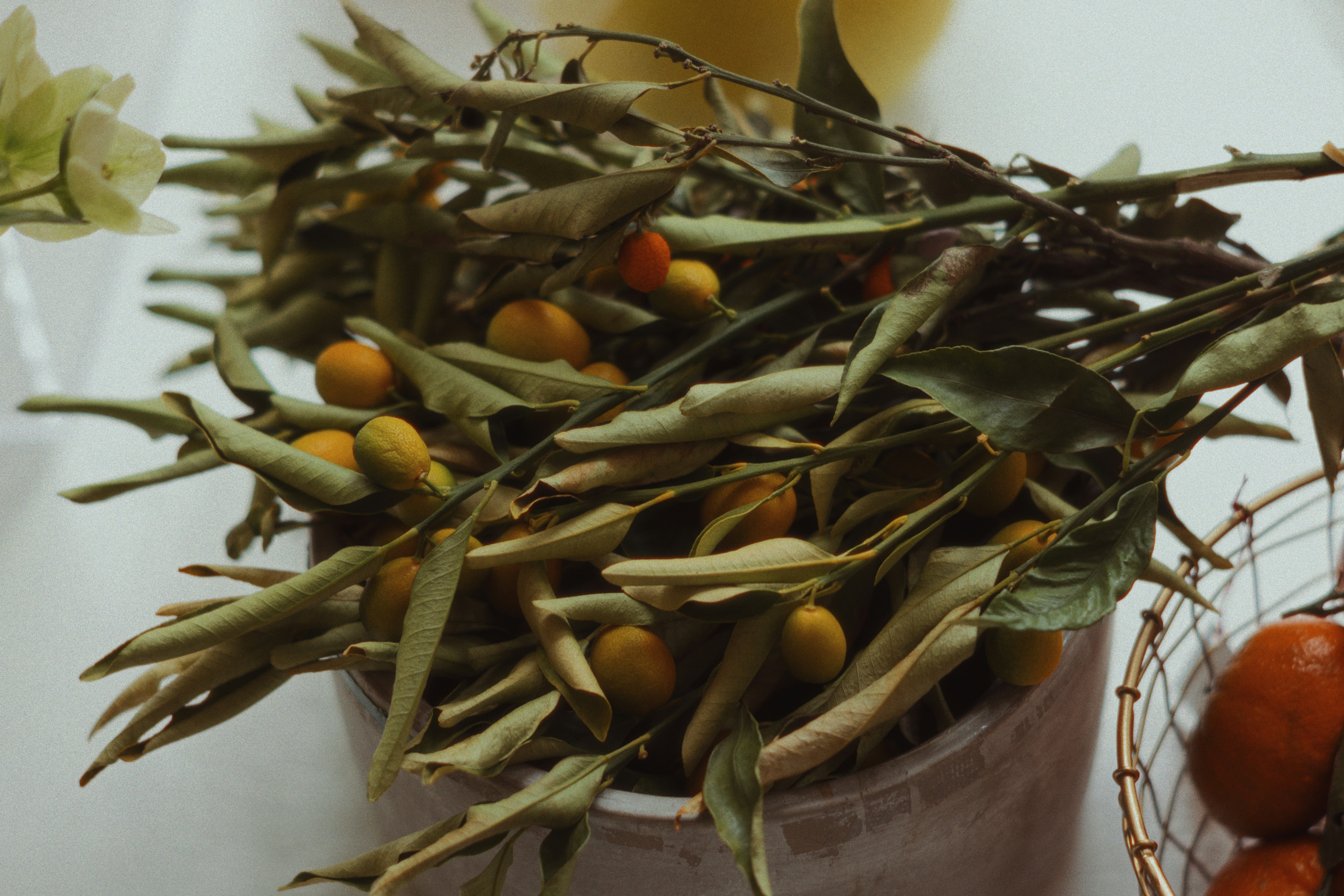 Olive Branches and Citrus in a Rustic Still Life