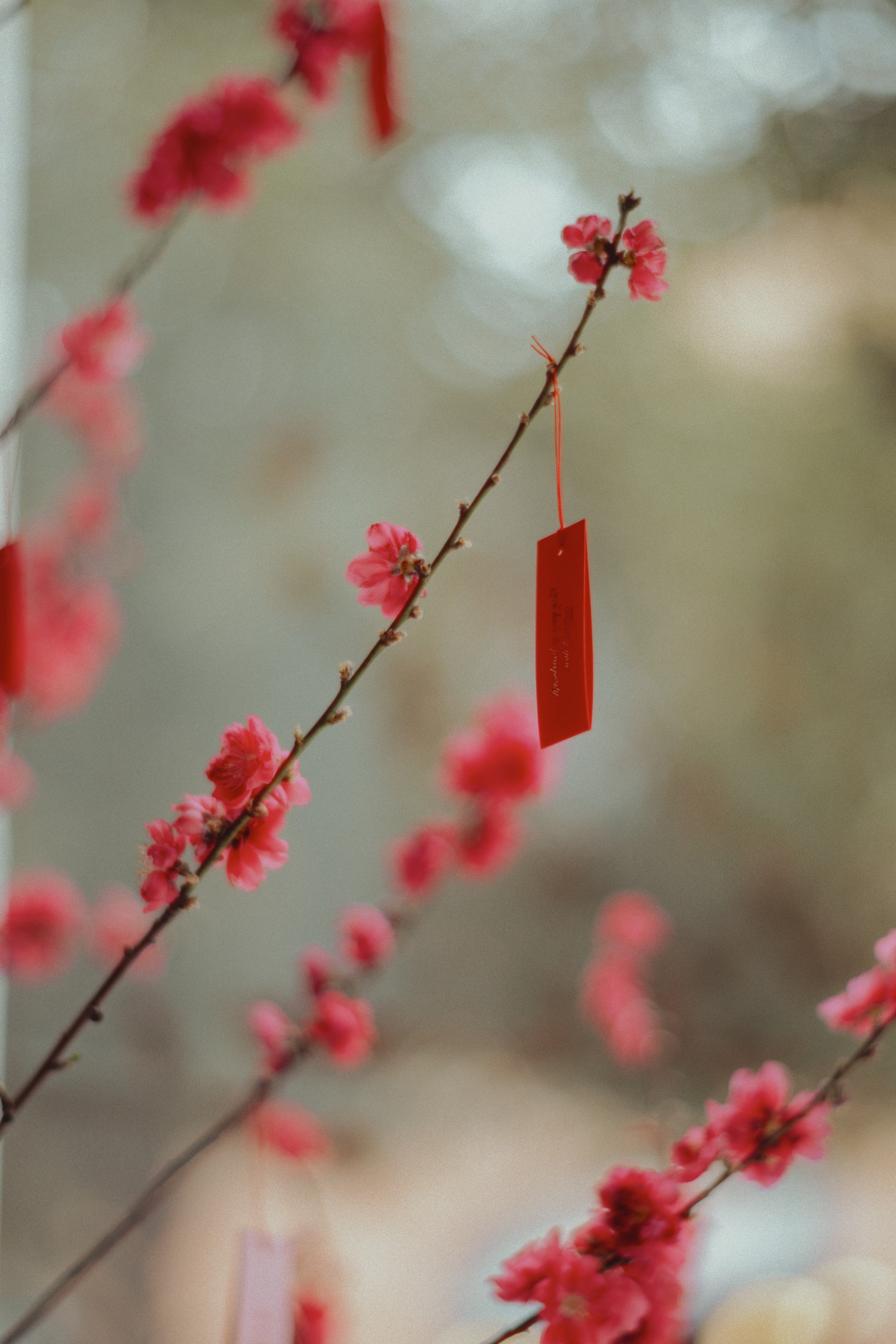 Red Blossom Ribbon: A Delicate Branch in Soft Blur