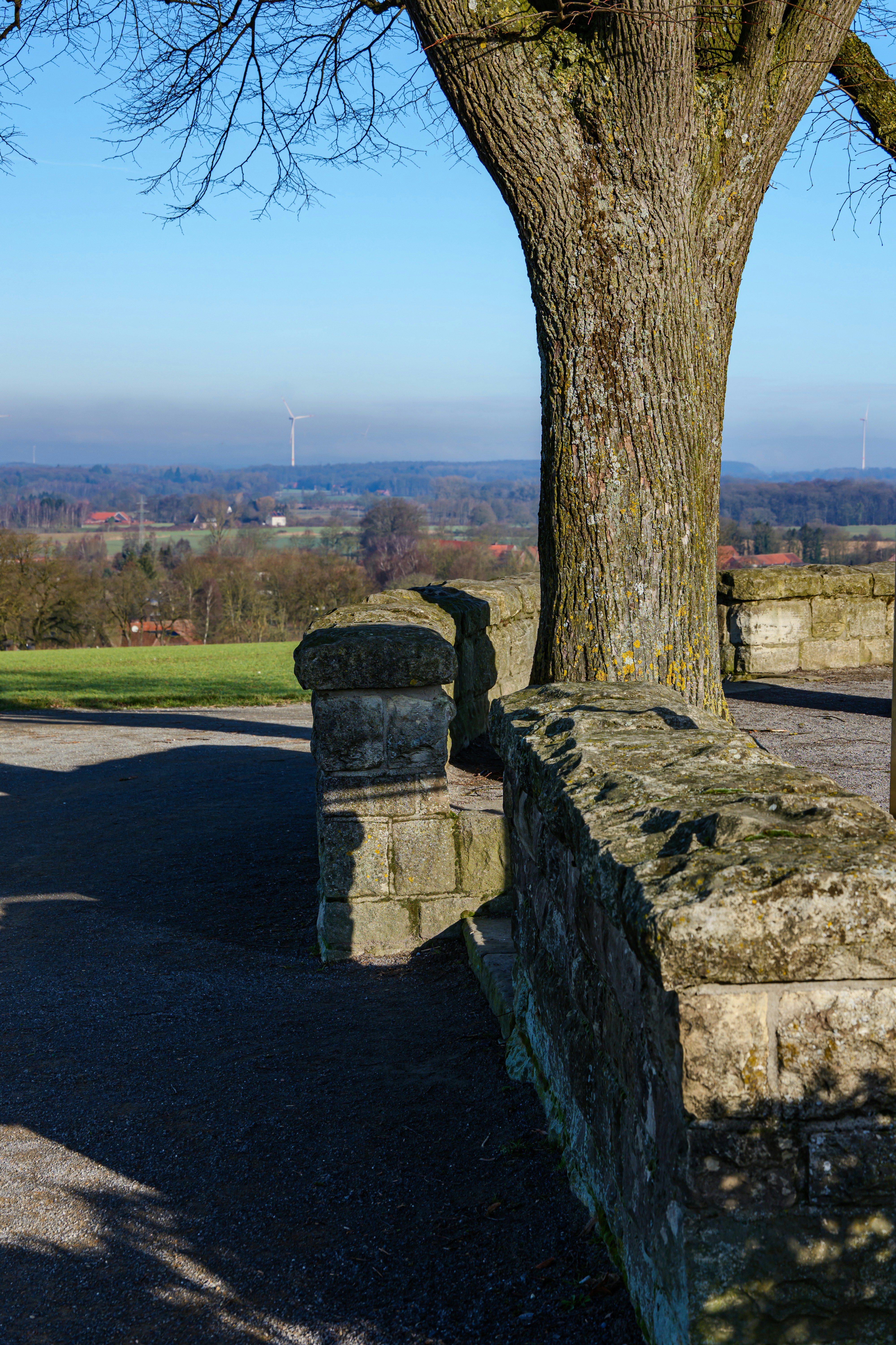 Ancient Tree Overlooking a Rural Horizon
