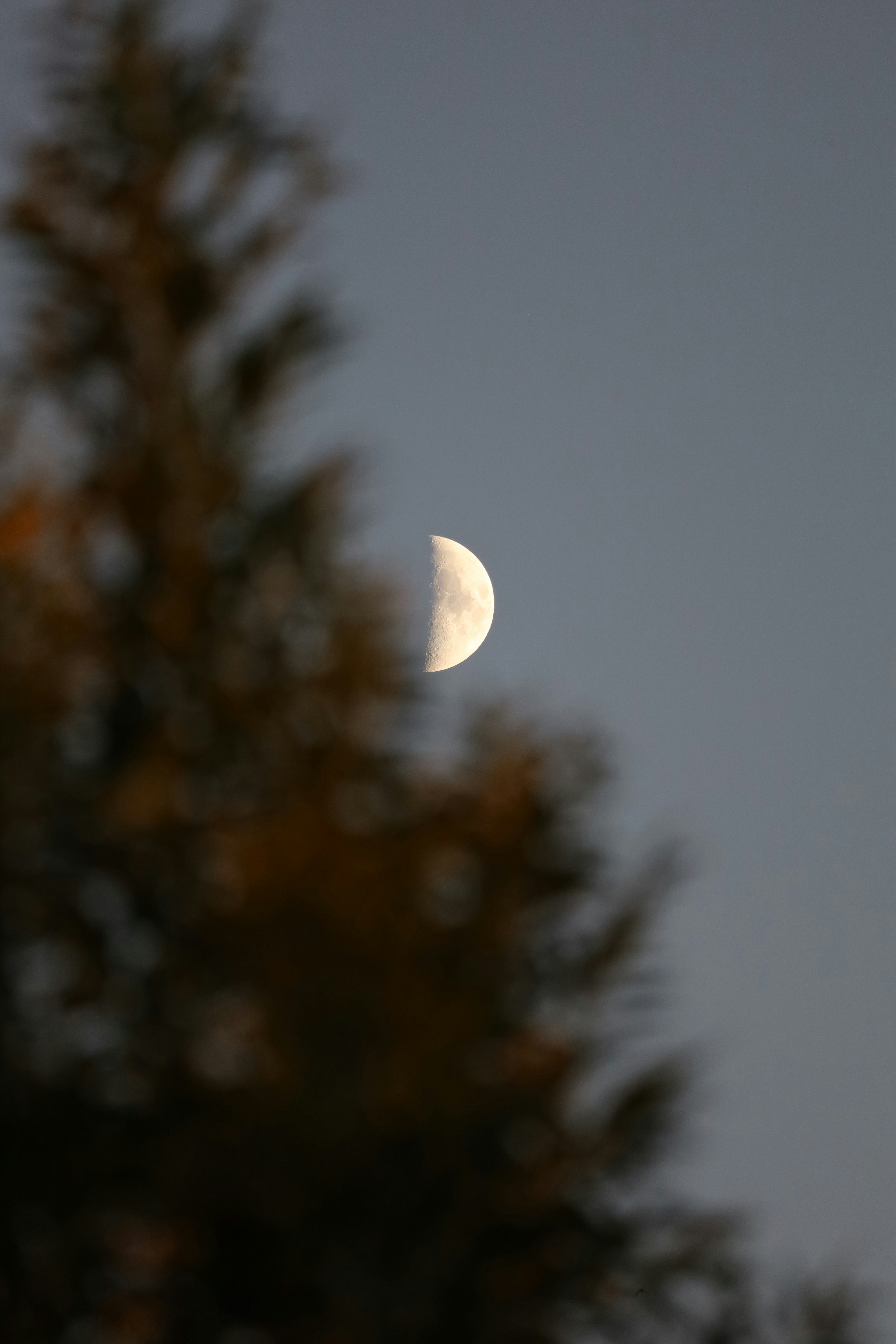Moonlit Crescent through the Pines