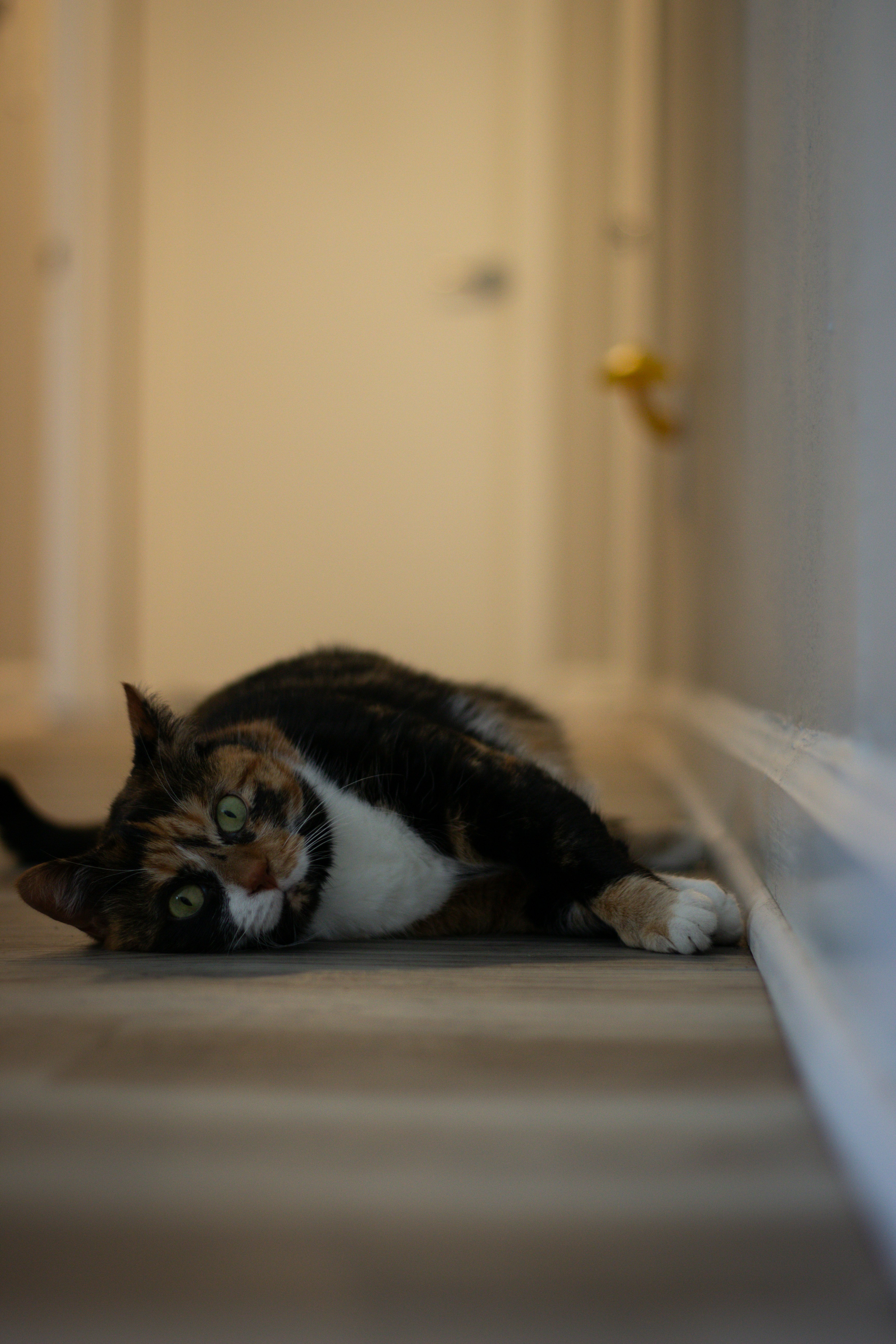 Lying Calico in a Quiet Hallway
