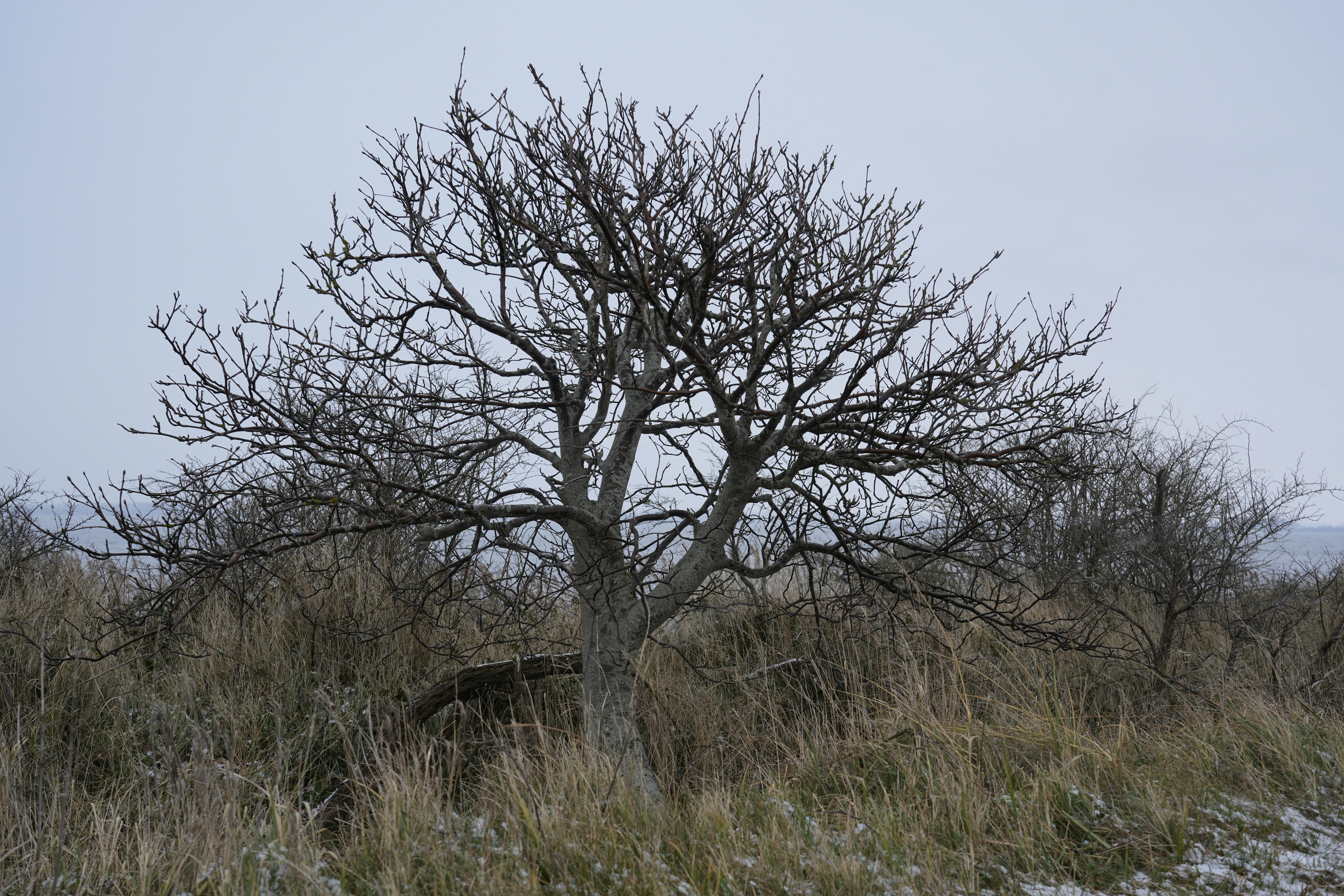 Winter Sentinel: A Leafless Tree Standing Against Frosty Grass