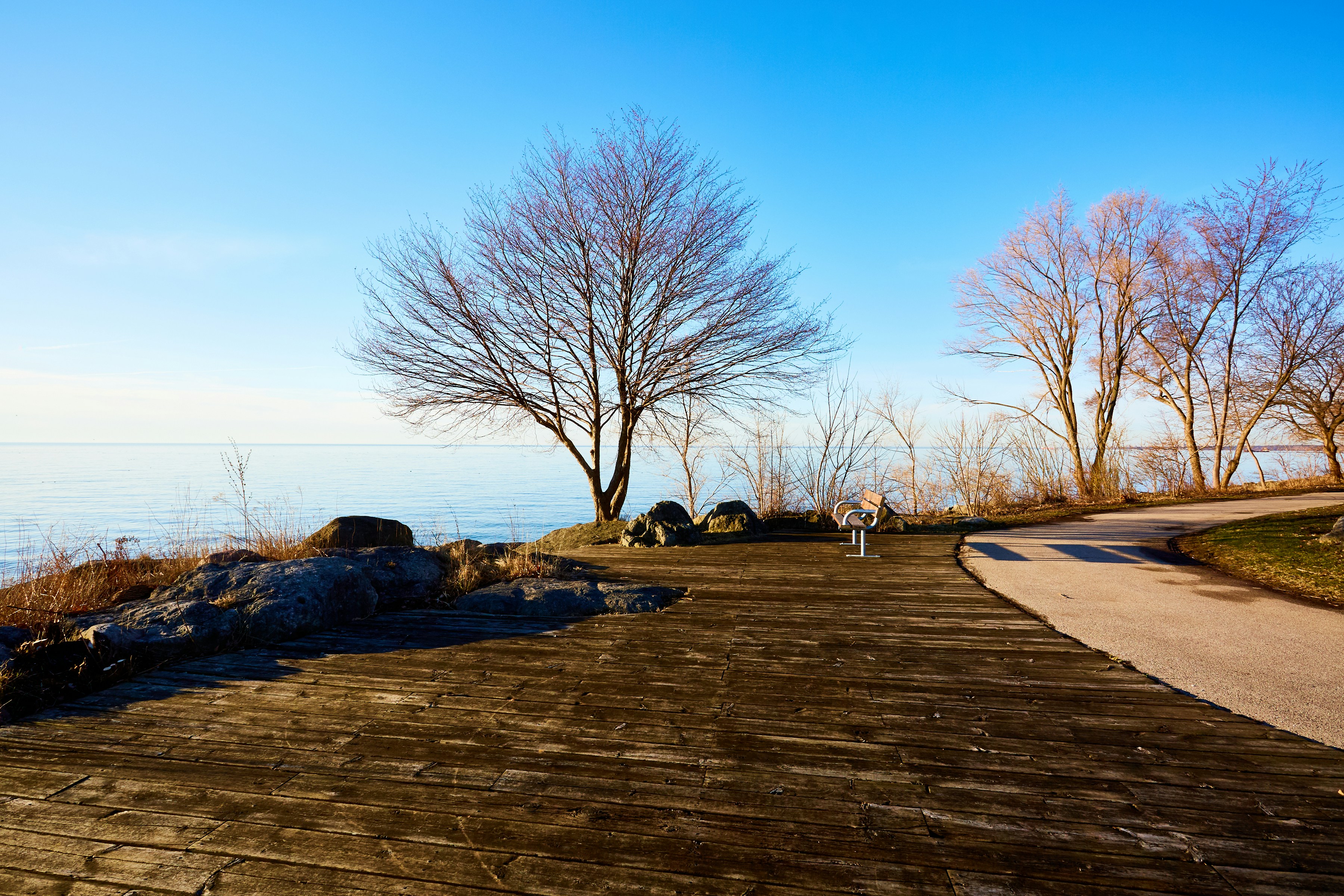 Seaside Promenade at Dusk: Lone Trees Guard the Quiet Path