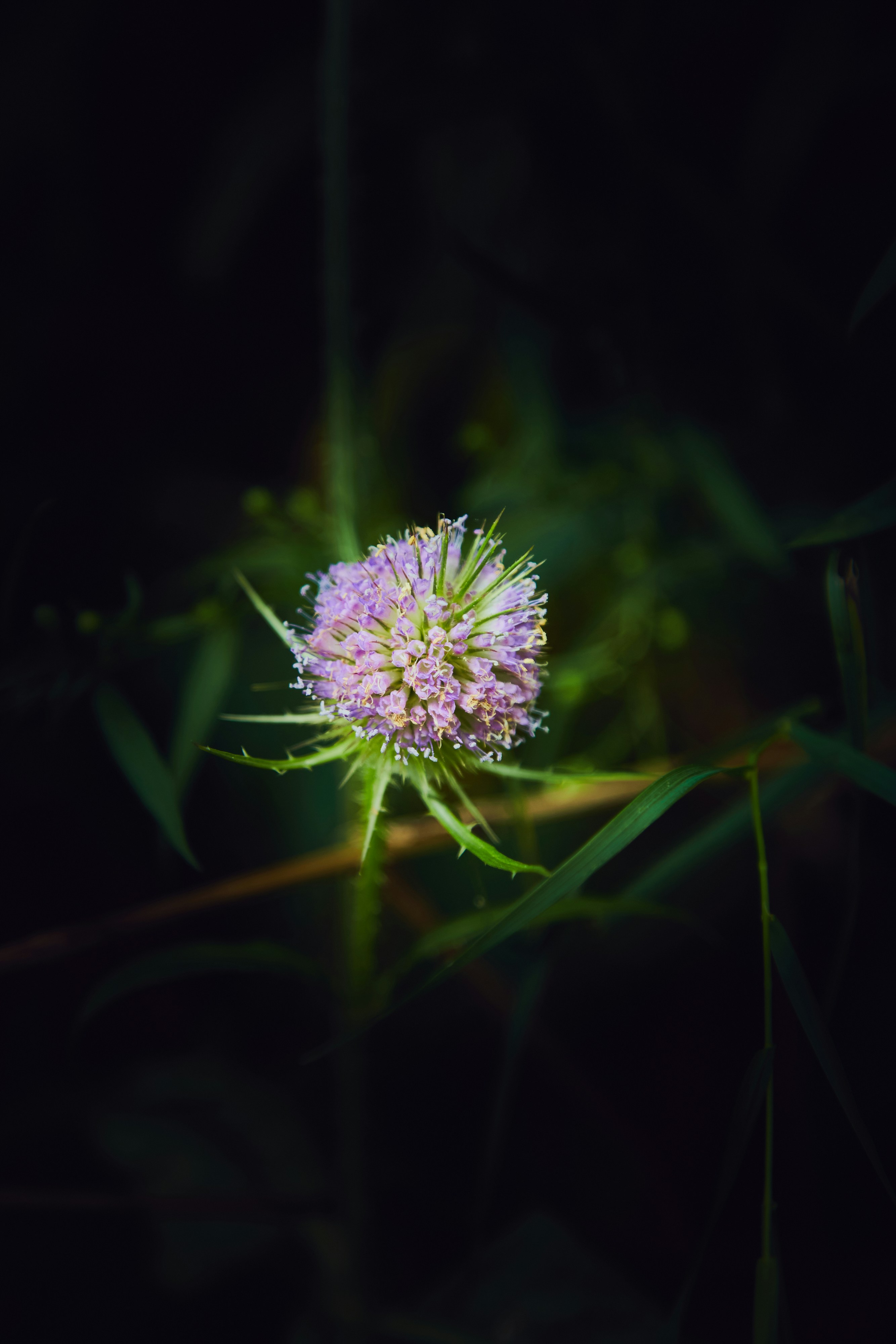 Midnight Bloom: A Purple Globe in a Velvet Field