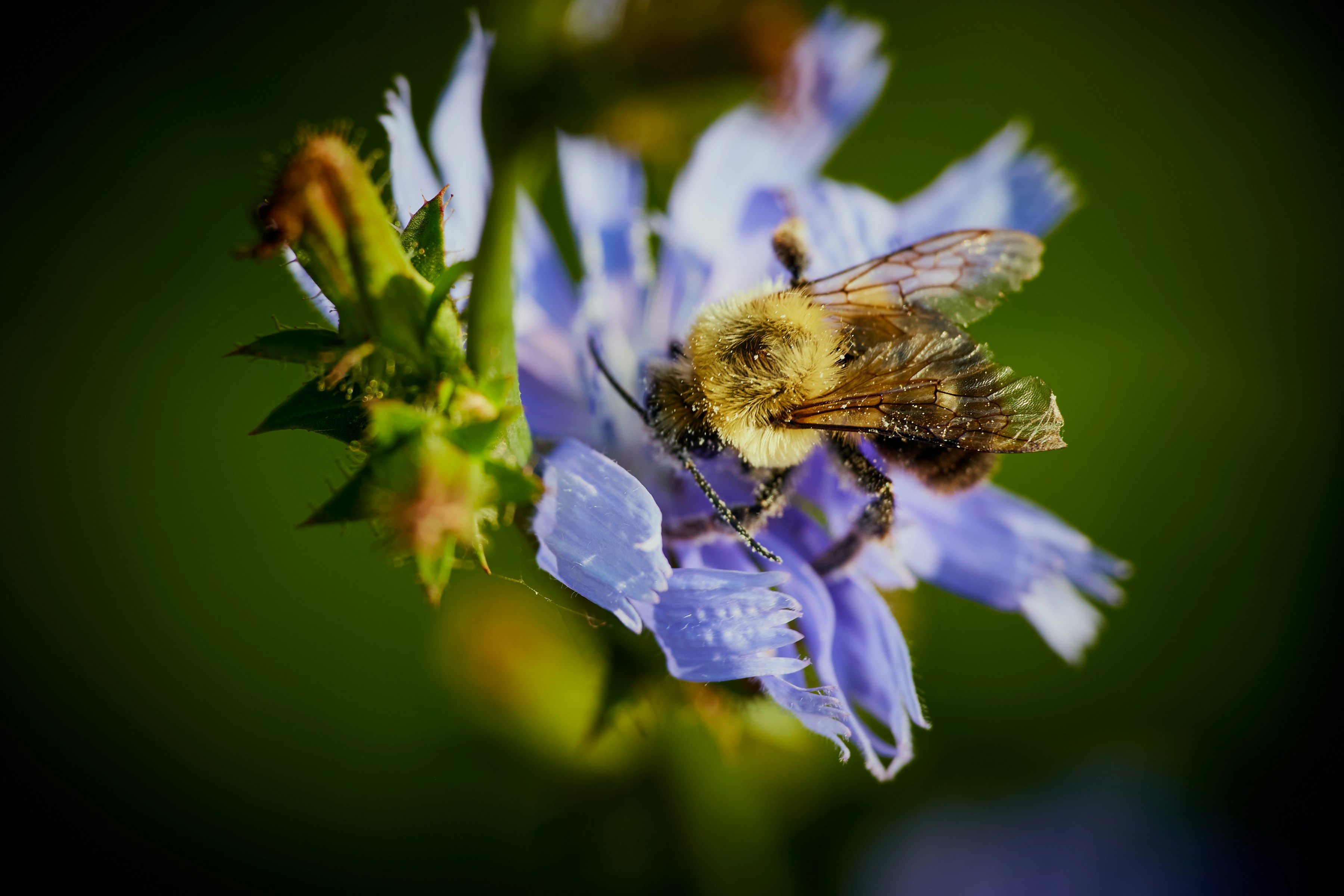Hovering Honey: a bee gathering nectar on a violet bloom