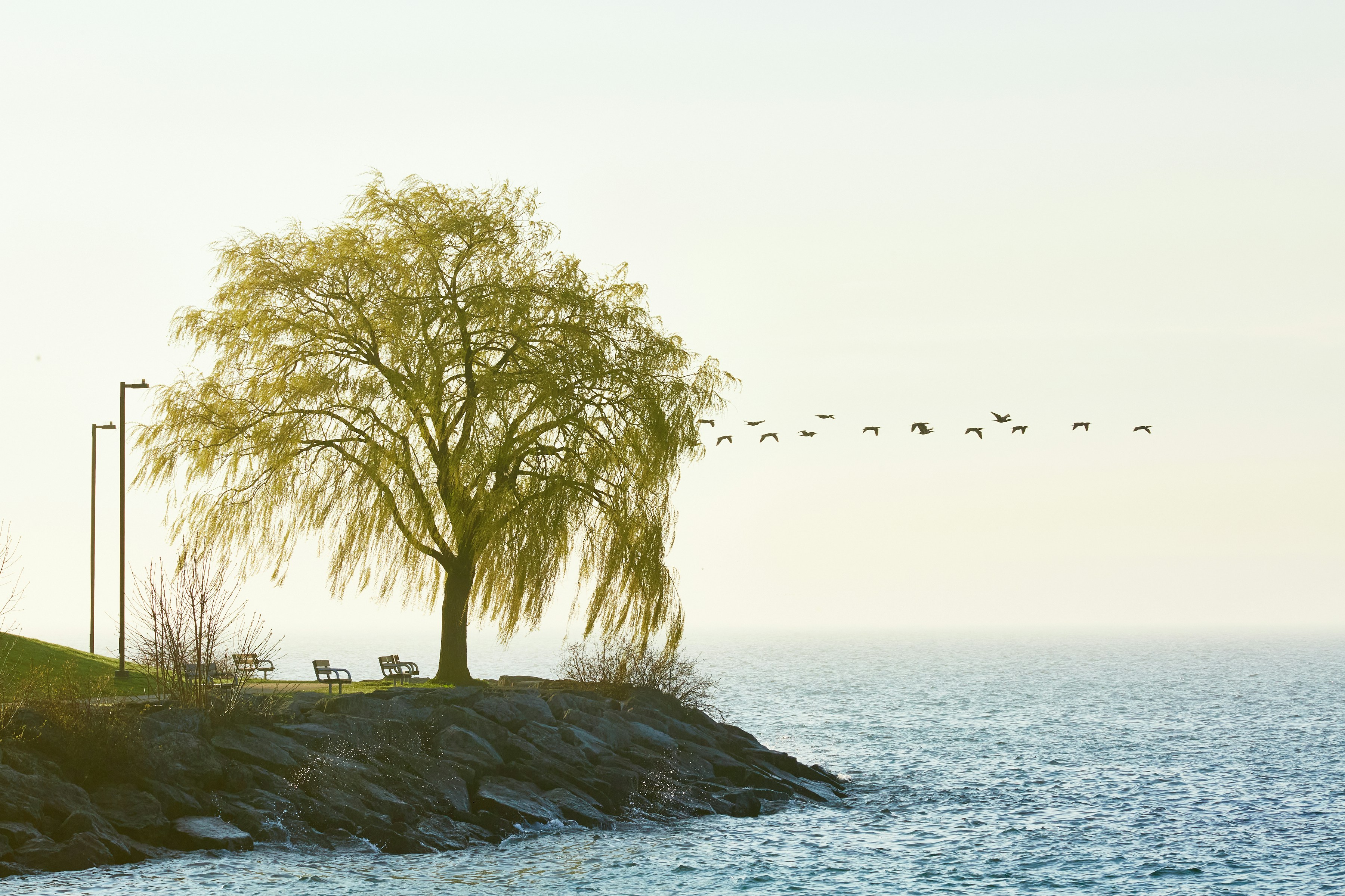A Lone Willow Reaching Toward the Light by the Water