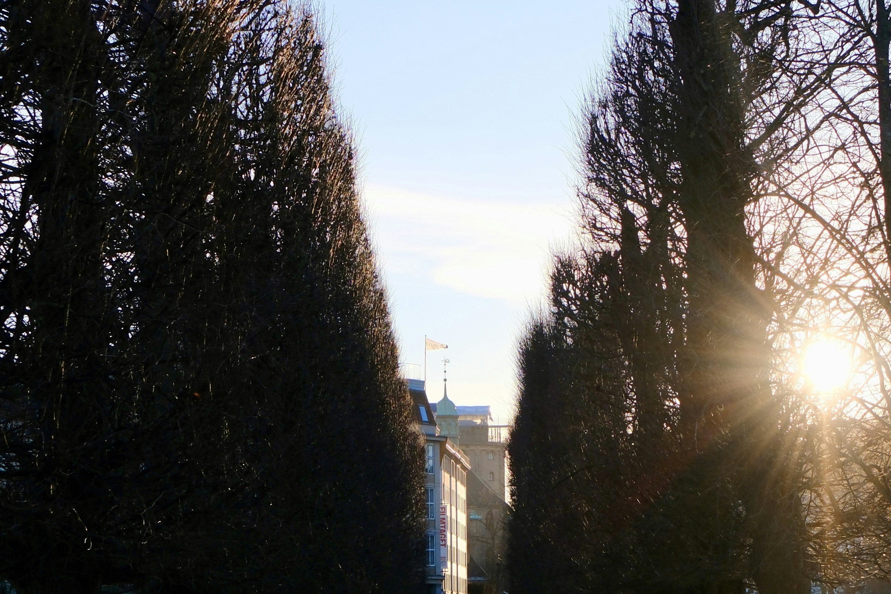 Sunlit Path Through Tall Trees at Dawn