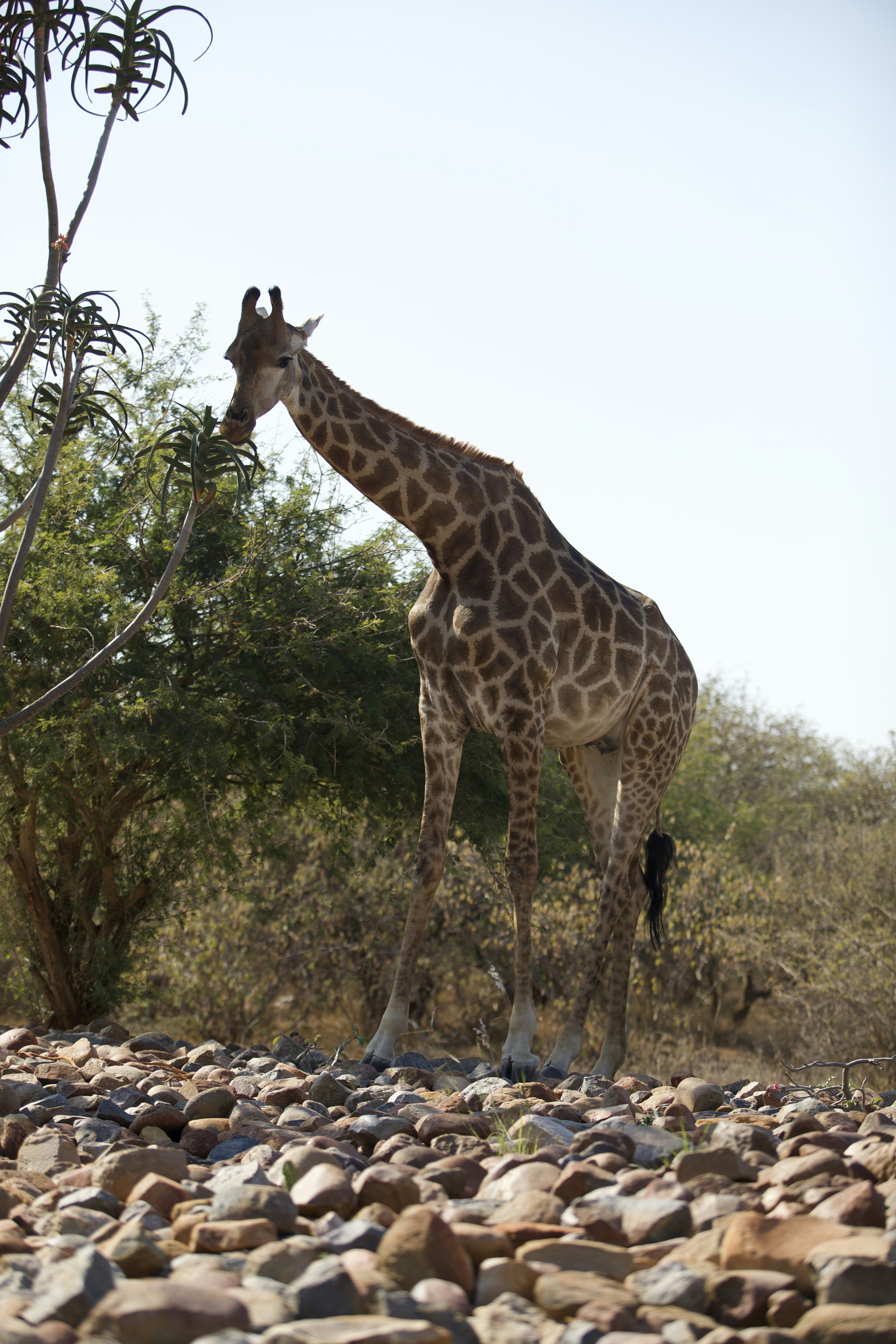 Giraffe at the Pebble Lake Edge