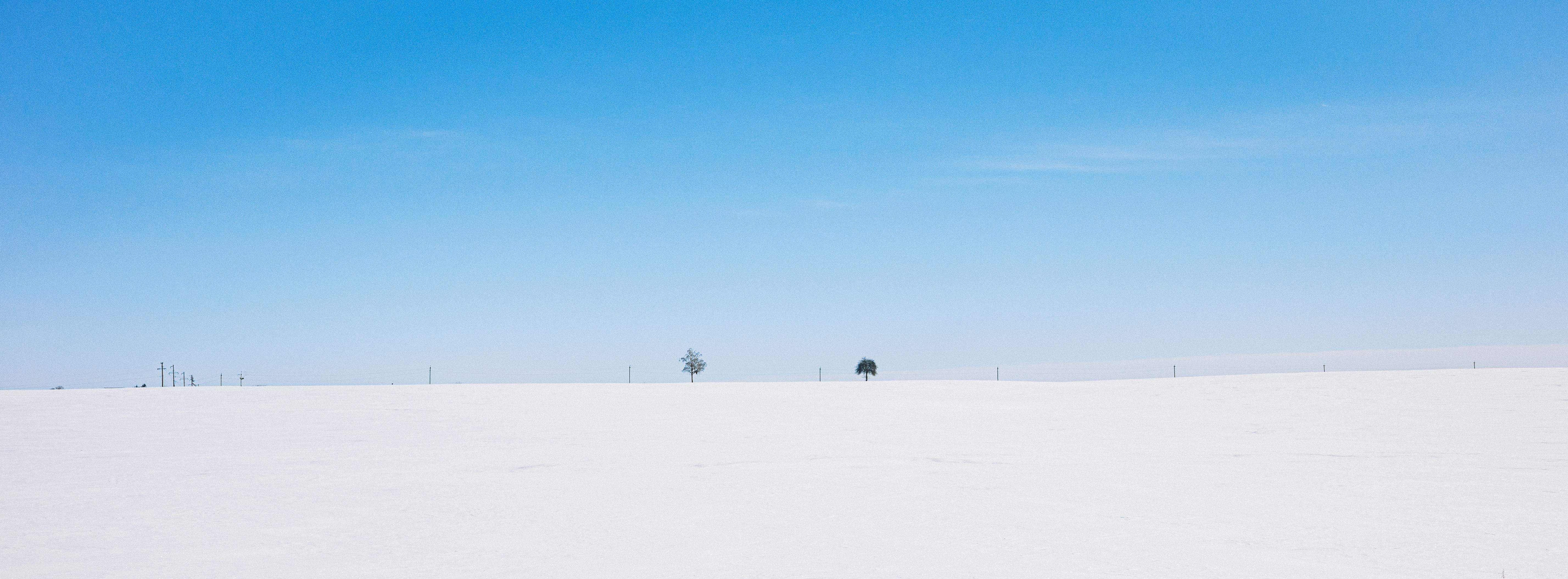 Lonely Treeline on a Vast Snowfield Under a Clear Sky