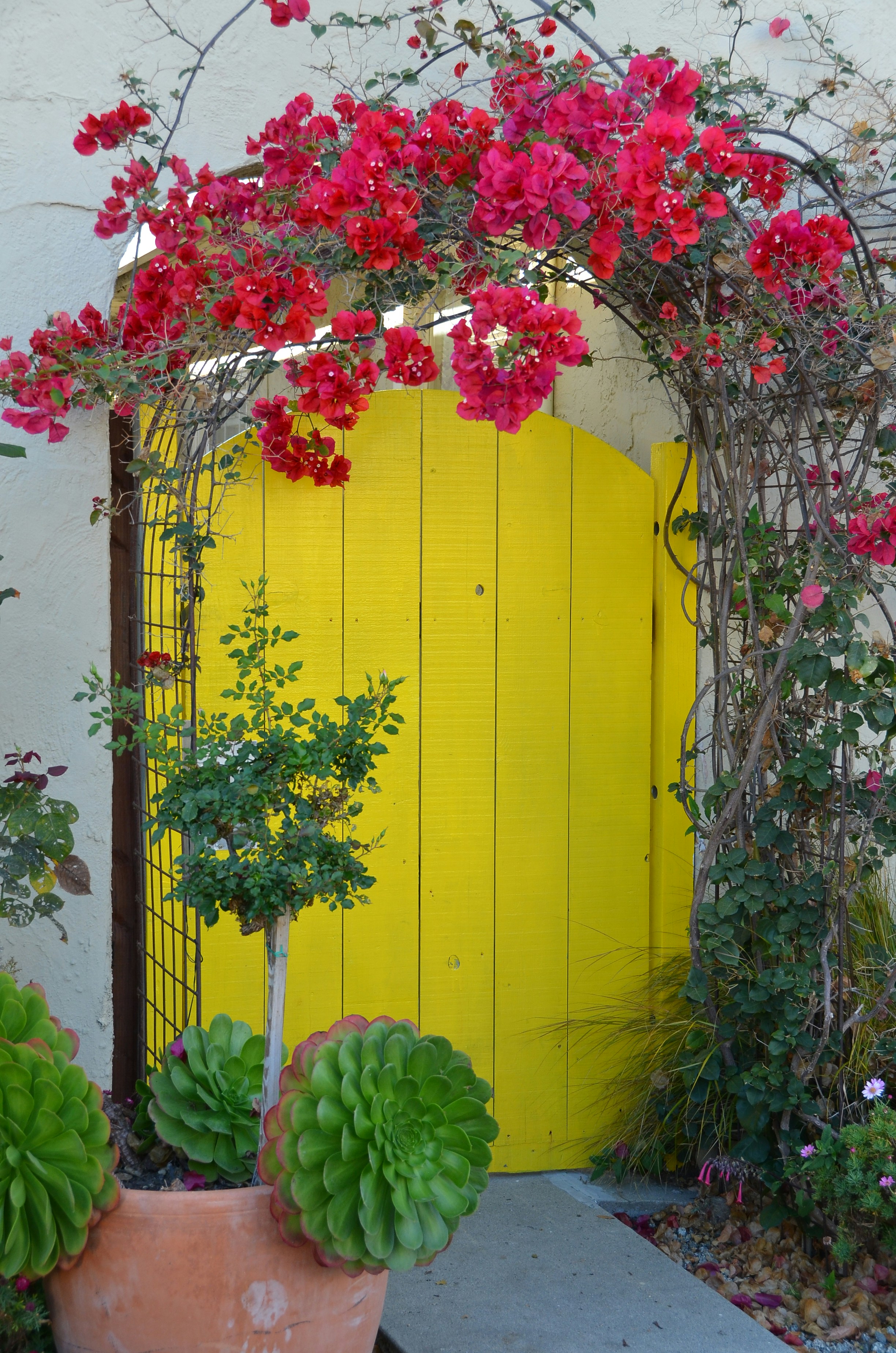 Bright Yellow Gate Framed by Vibrant Bougainvillea
