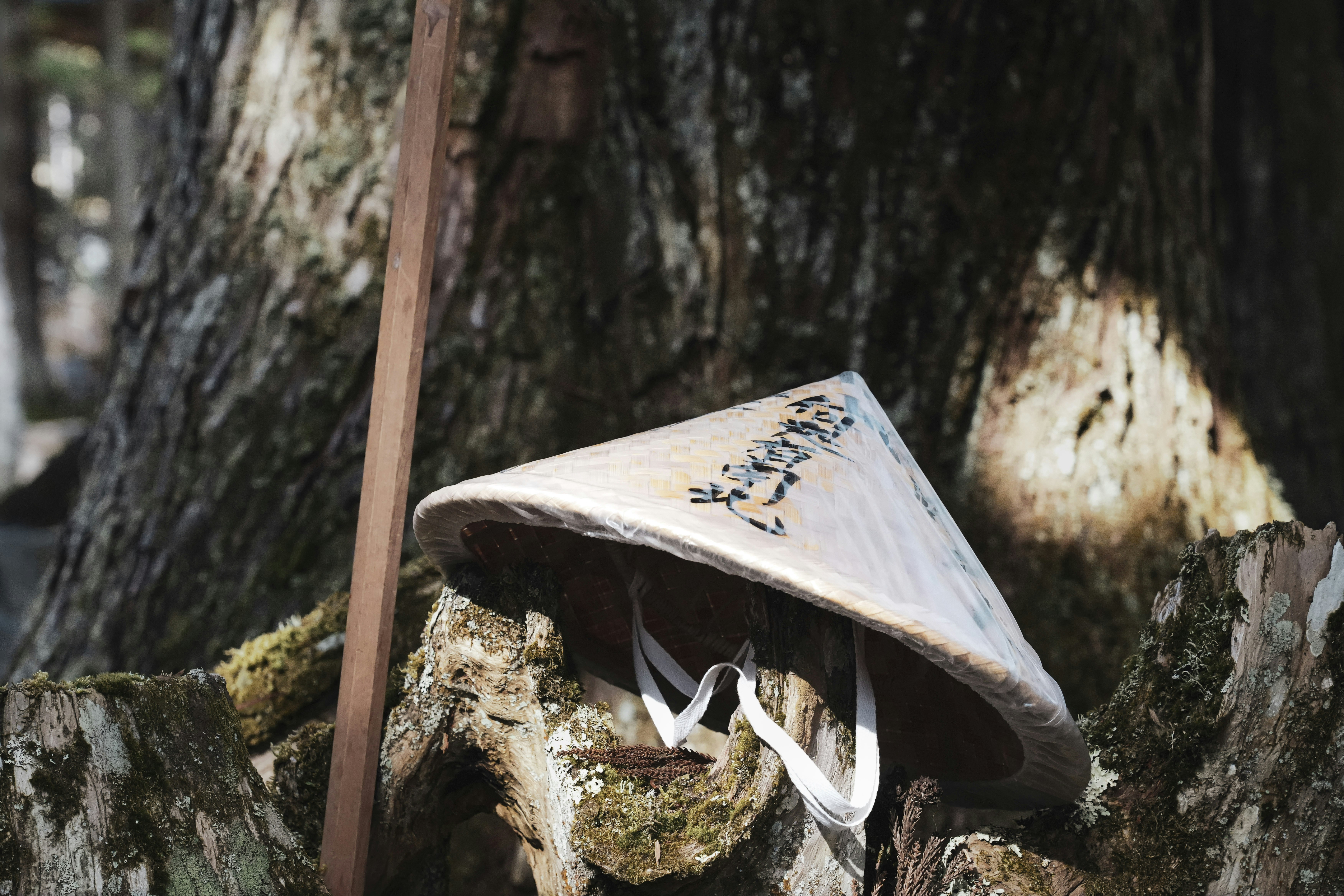 Forest Mantle: A Tattered Straw Sun Hat Resting on Mossy Fungal Stump