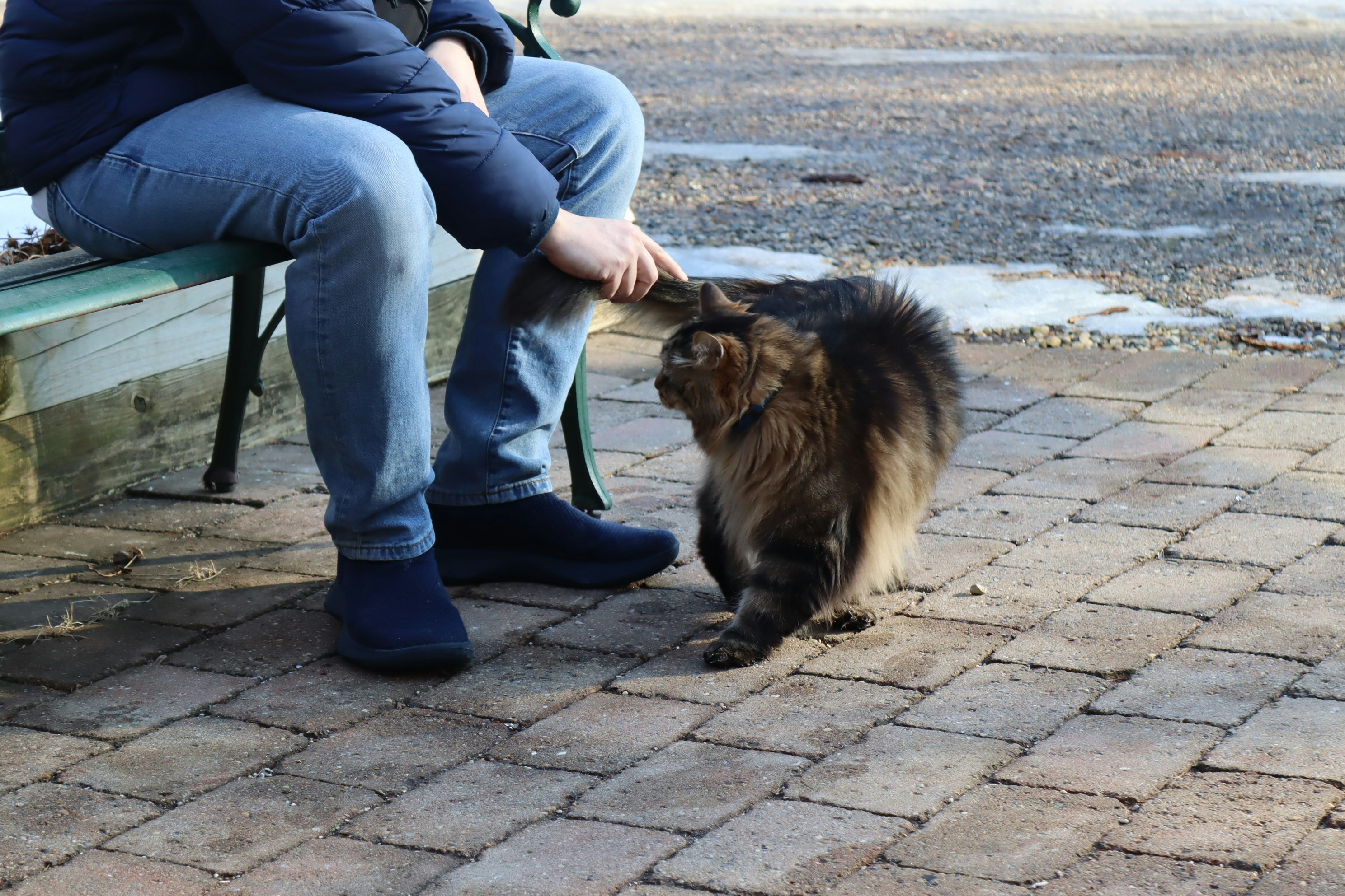 Quiet Encounter: A Small Moment Between Owner and Prowling Companion