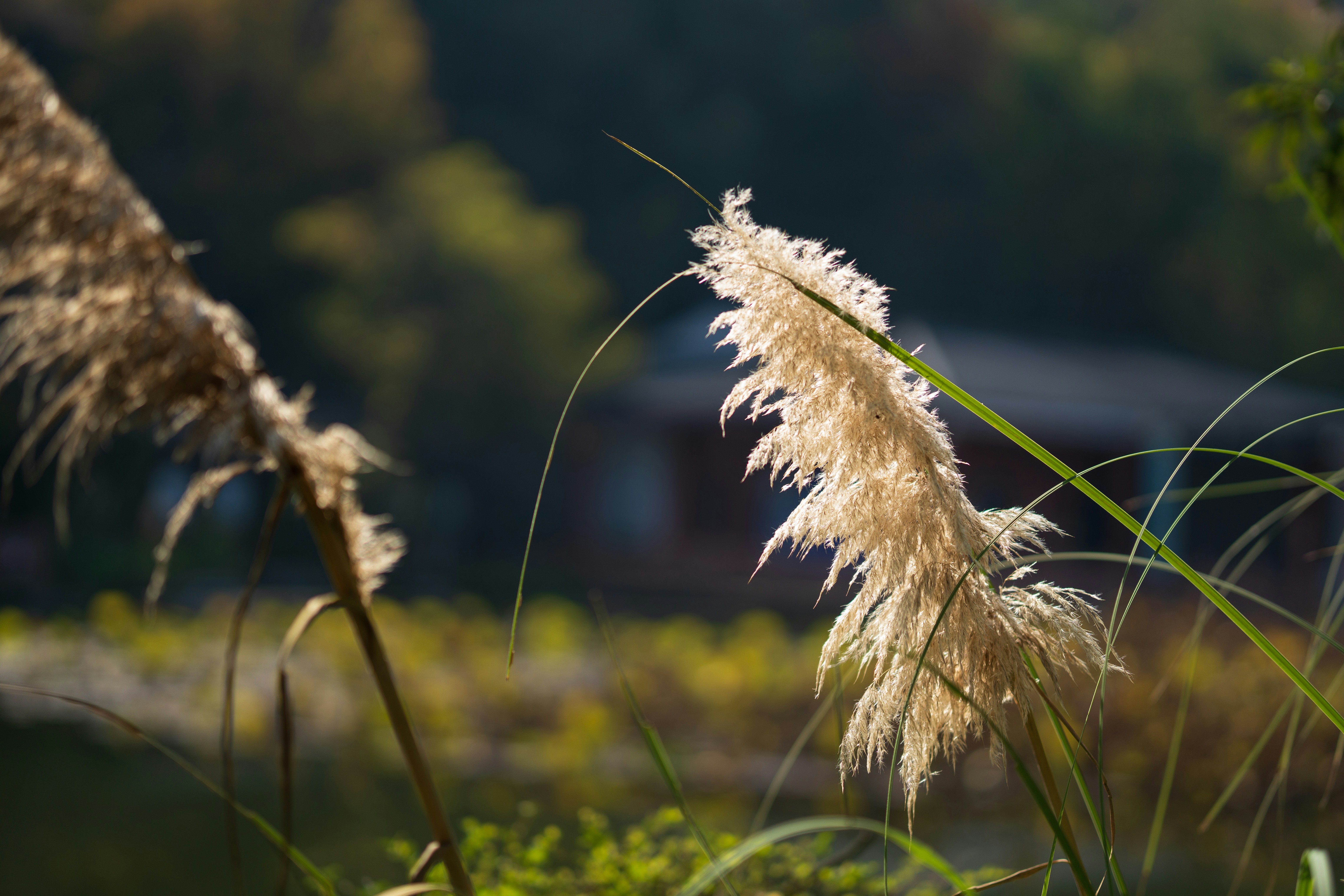 Sunlit plume: a reed catching the last afternoon glow