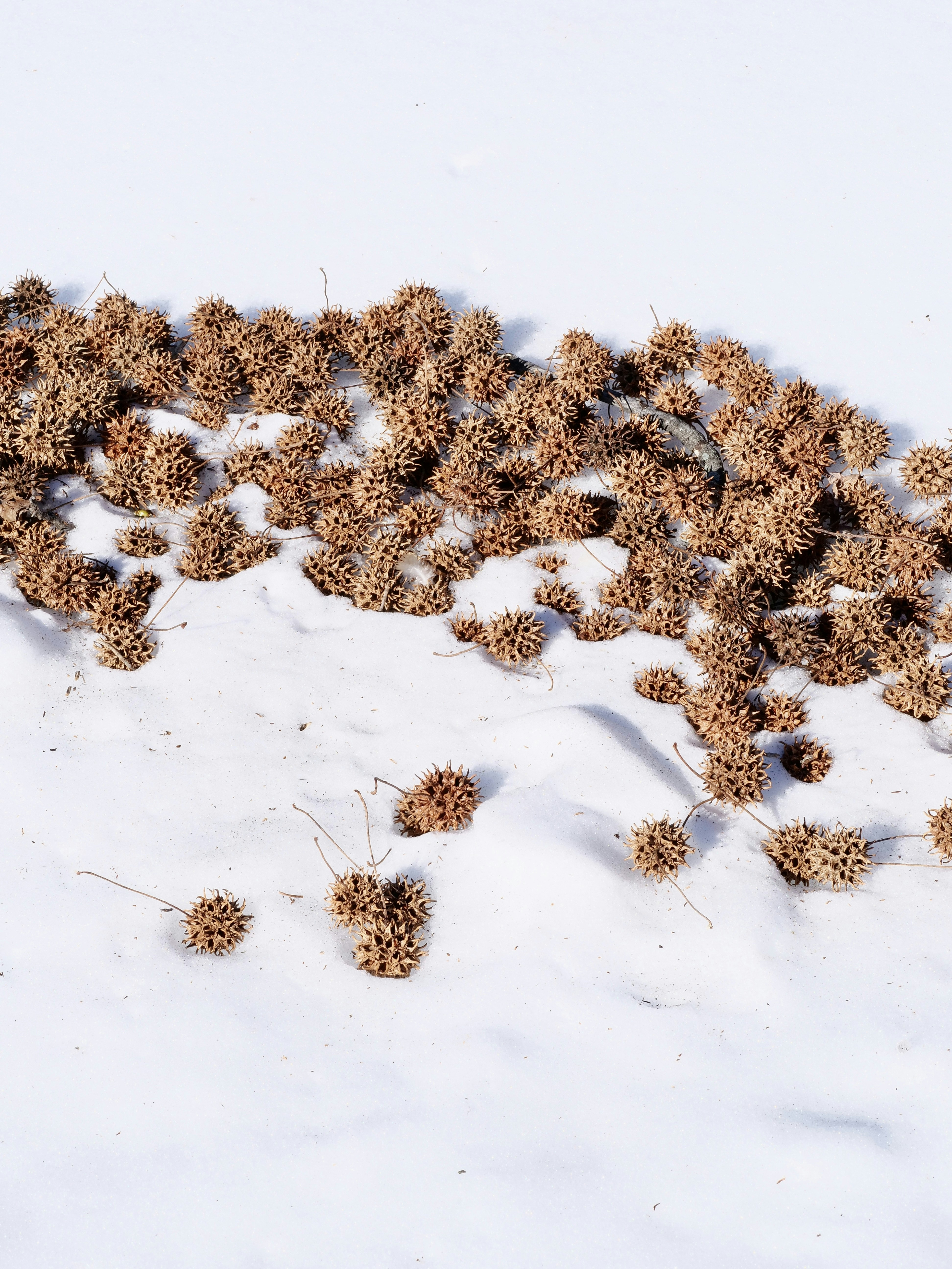 Snowbound Seed Clusters: A Field of Dried Bur-like Pods