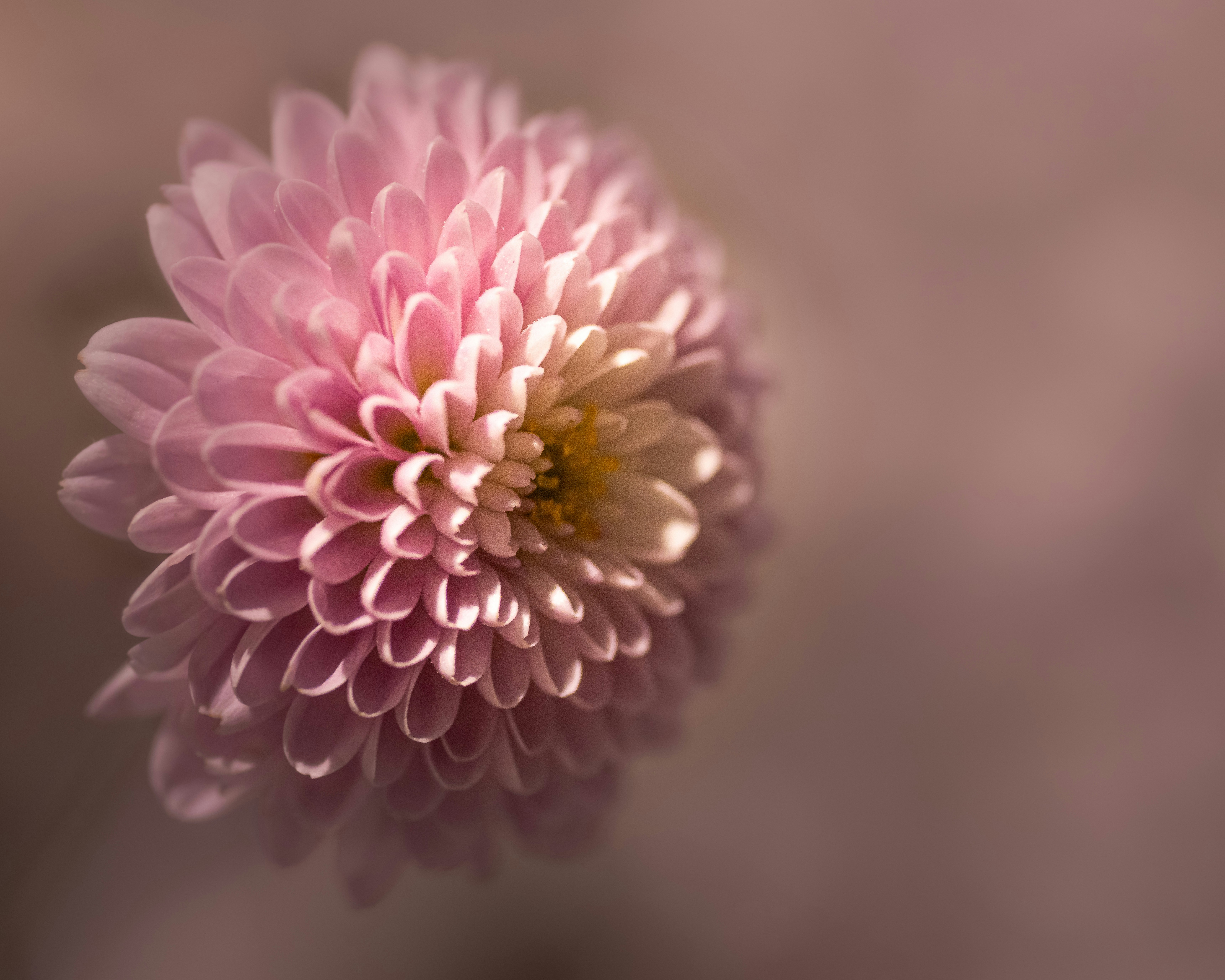 Petal Mosaic: A Close-Up of a Pink Chrysanthemum in Soft Focus