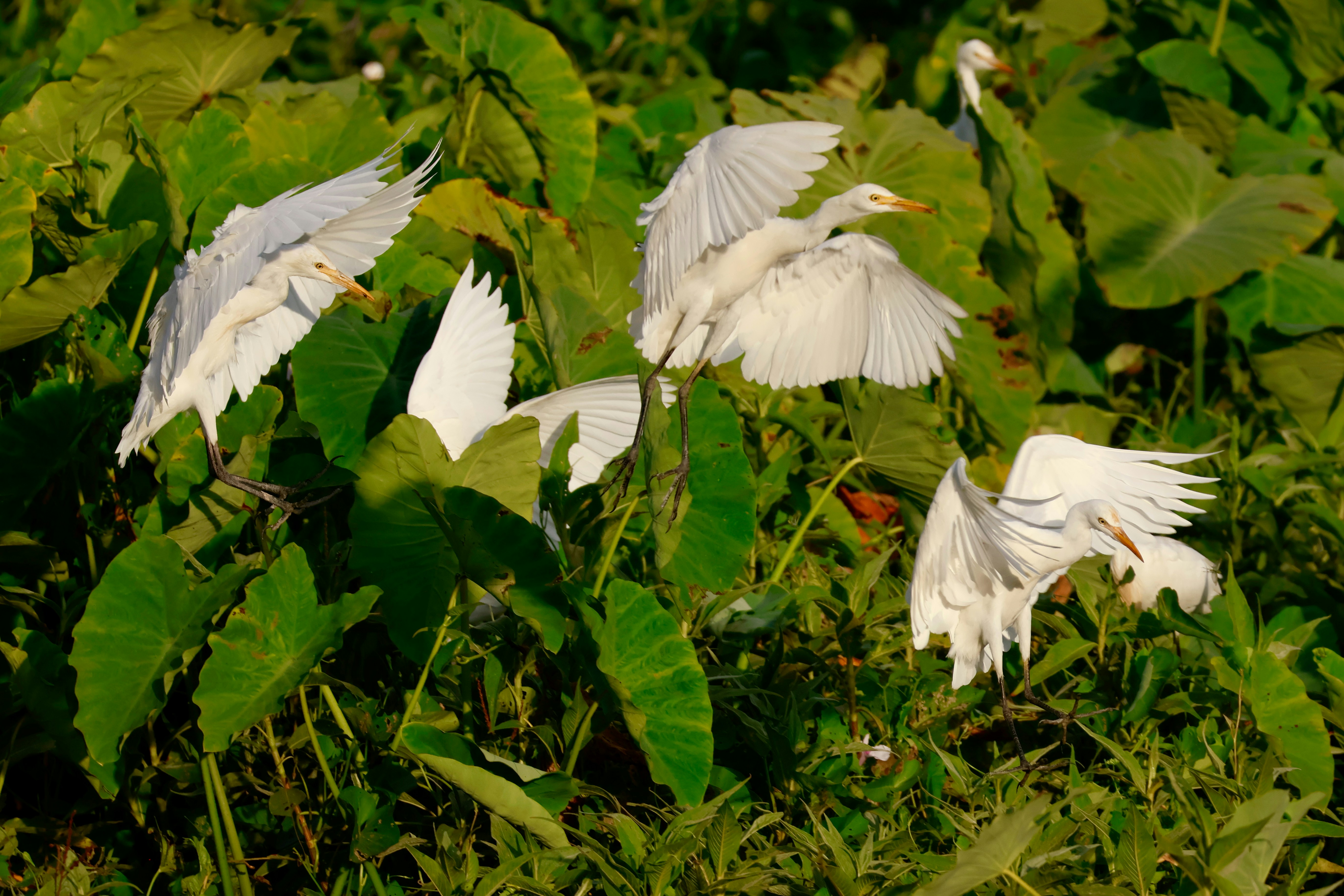 White Herons in Flight Above Green Understory