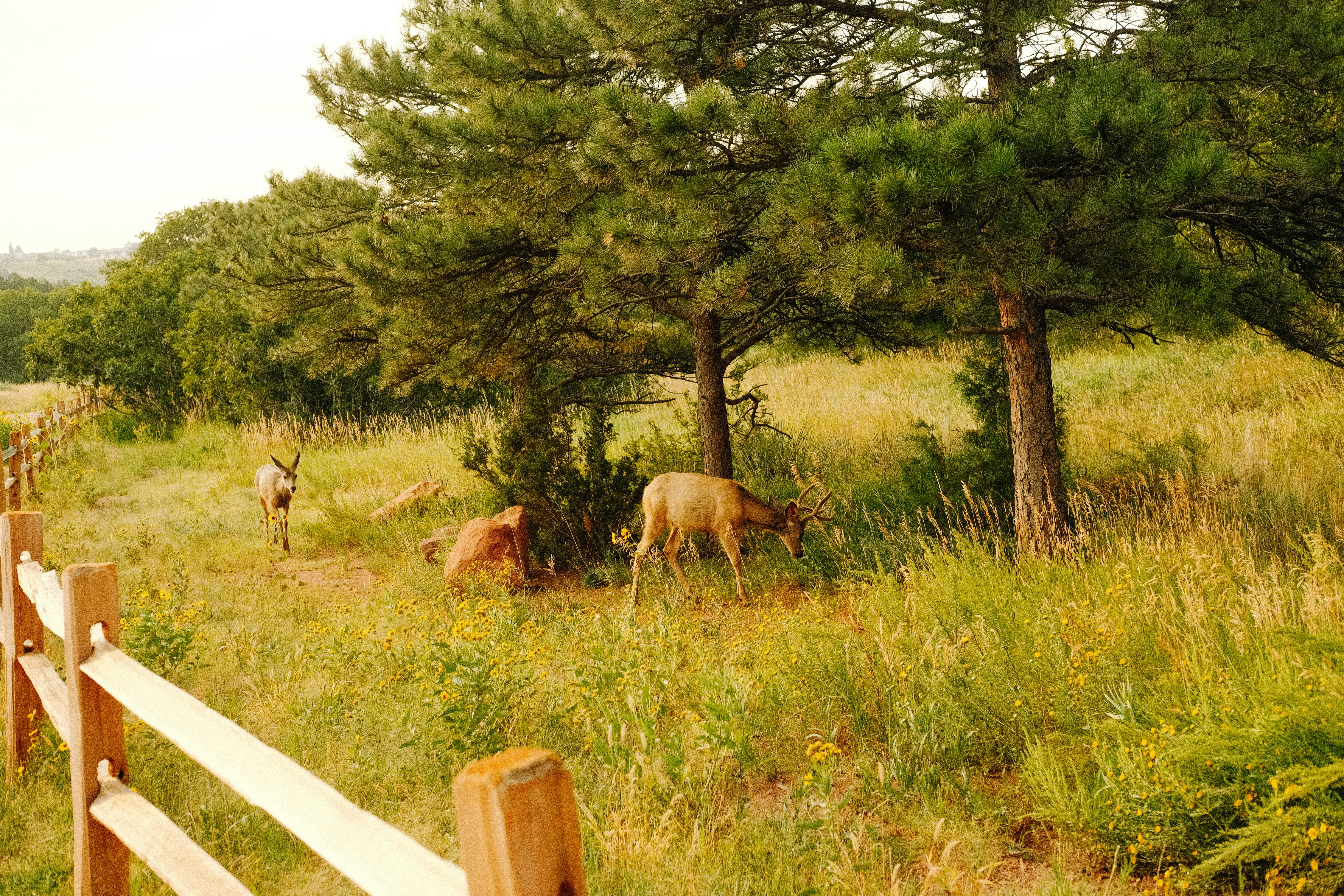 Deer in a Low Sun Meadow by the Fenced Path