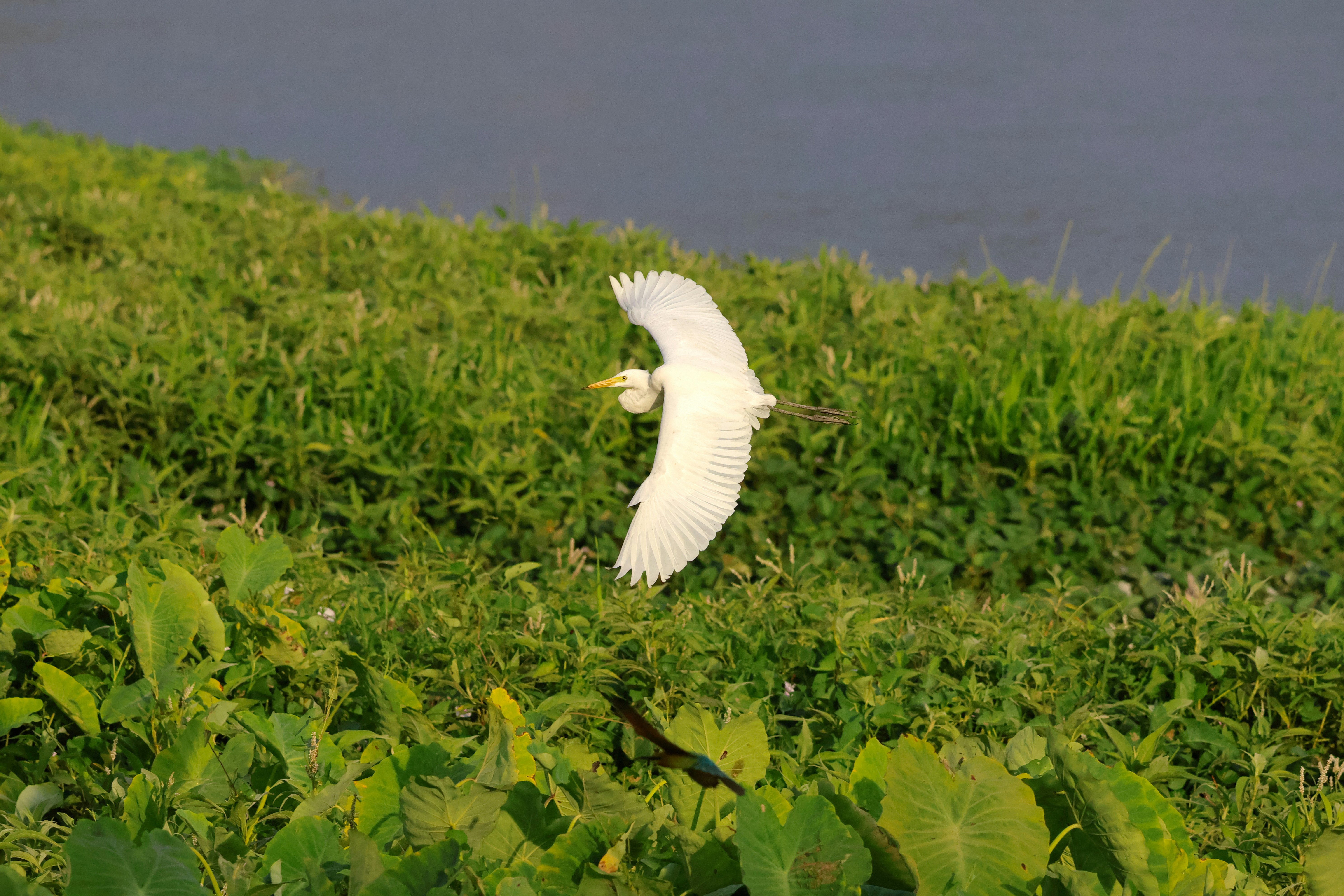Winged Silhouette Over Marsh: A White Heron in Flight