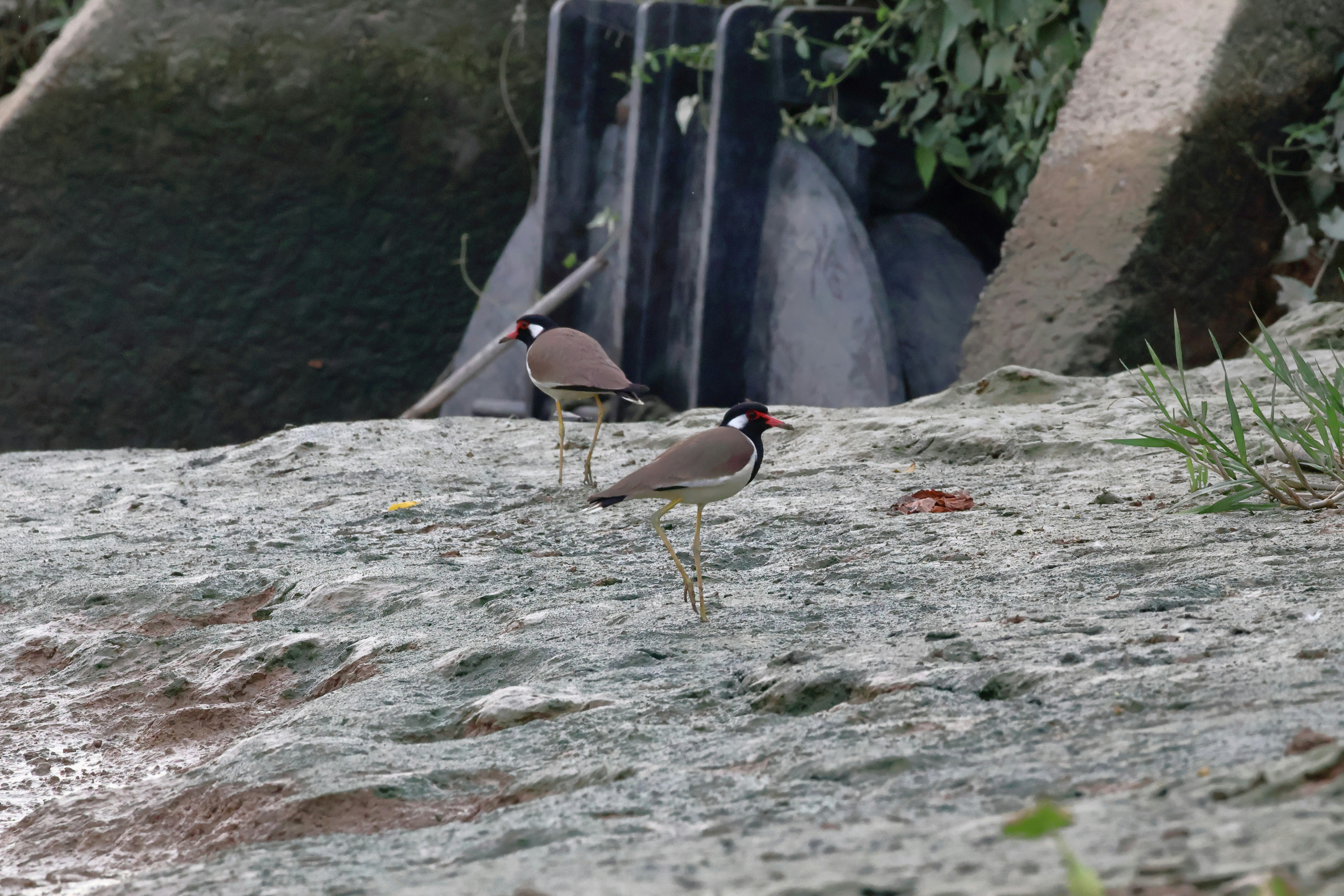 Two Black-necked Stilts on a Weathered Riverside Slab