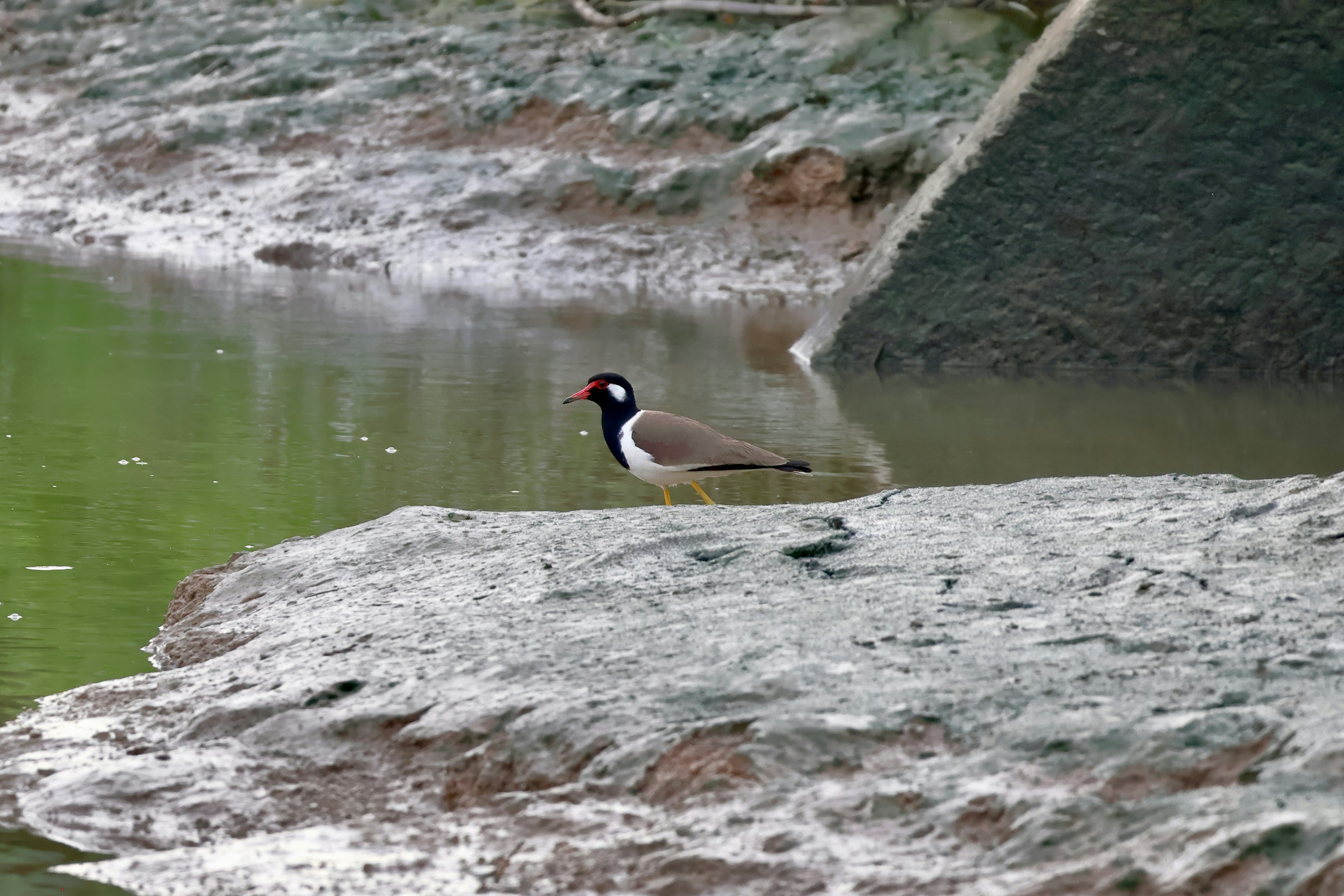On the Edge: A solitary avian silhouette surveys quiet tidal flats