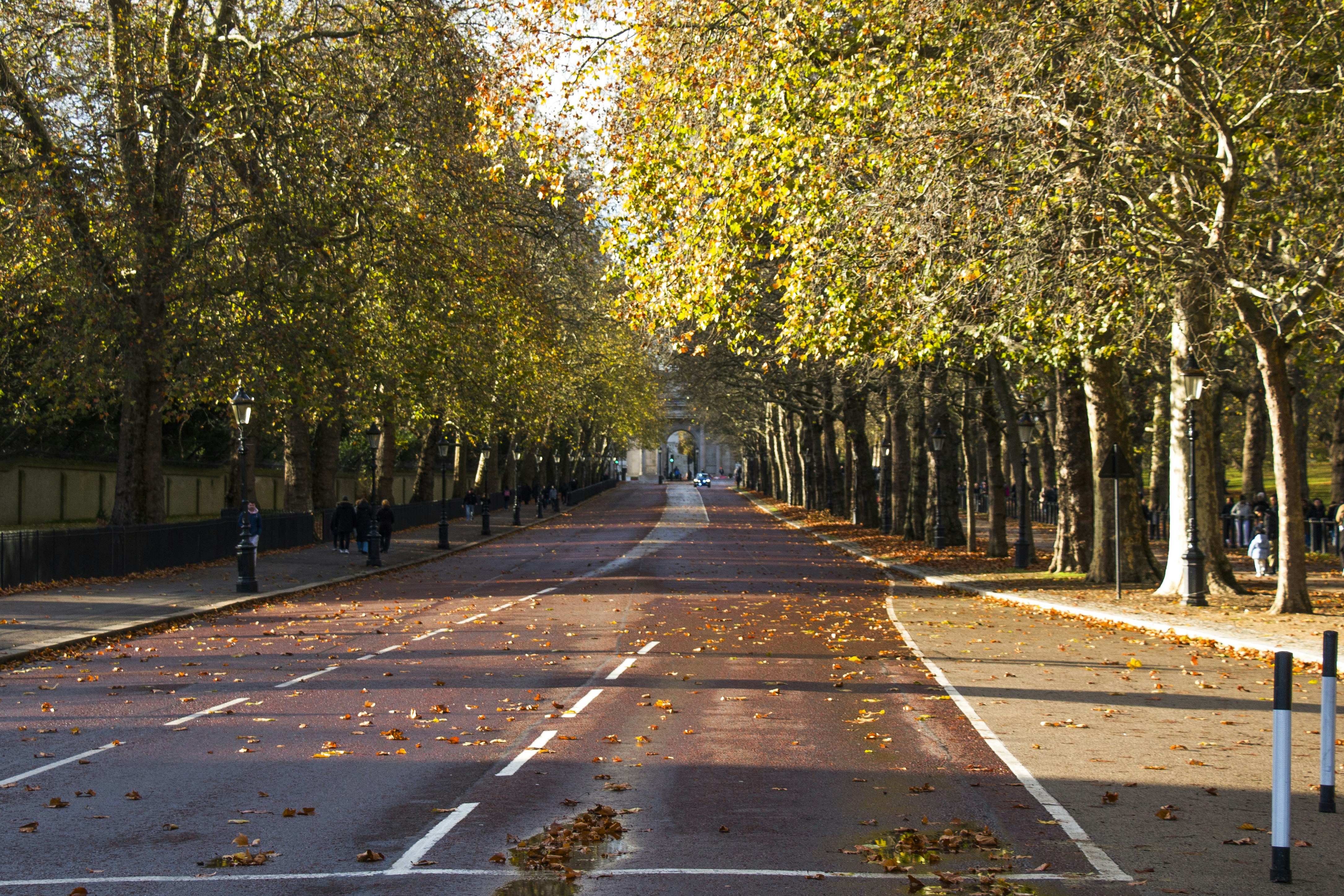 Autumn Avenue: A Quiet Alley Framed by Falling Leaves