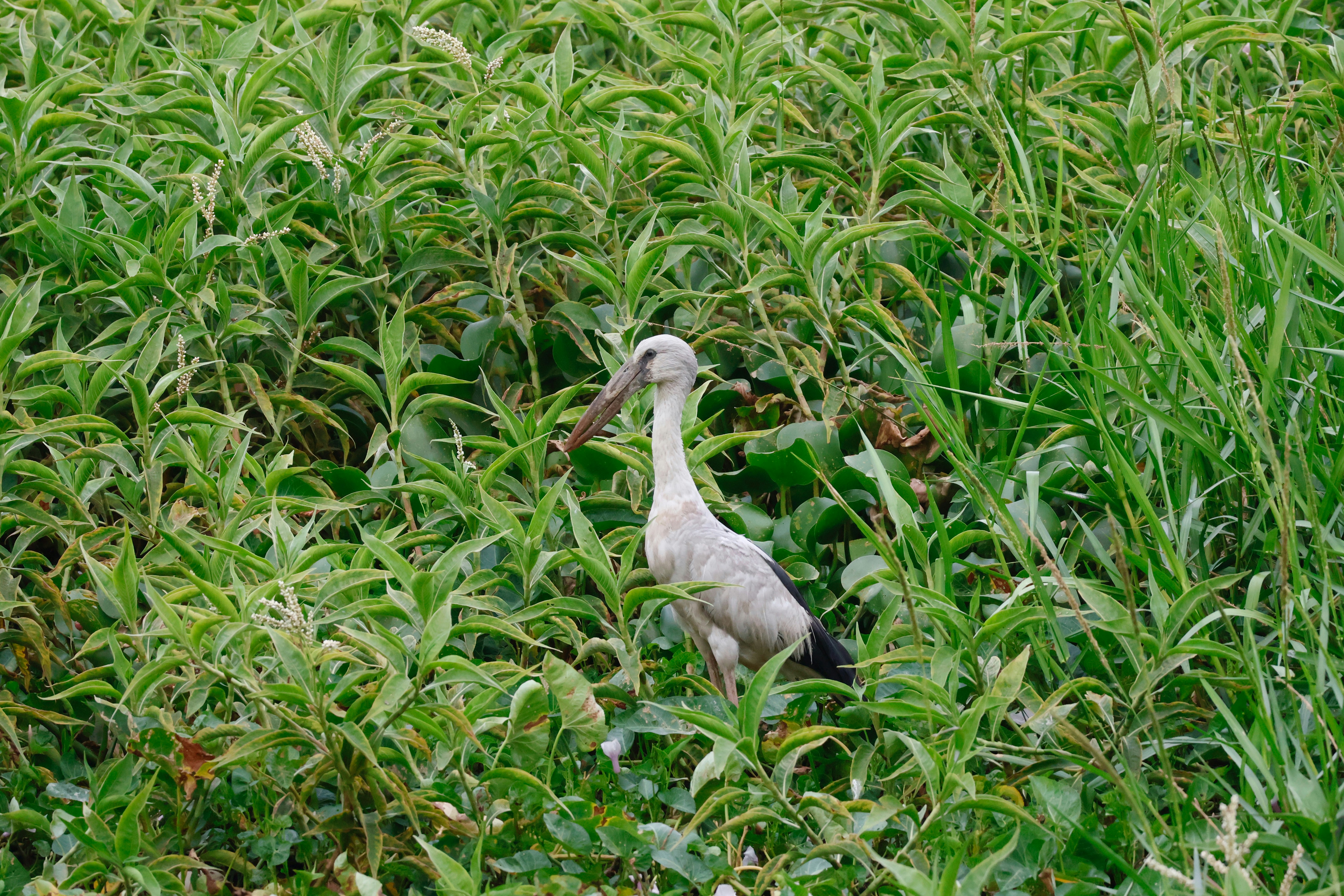 CRANE-STYLE HUSH: A lone wading bird in dense green reeds